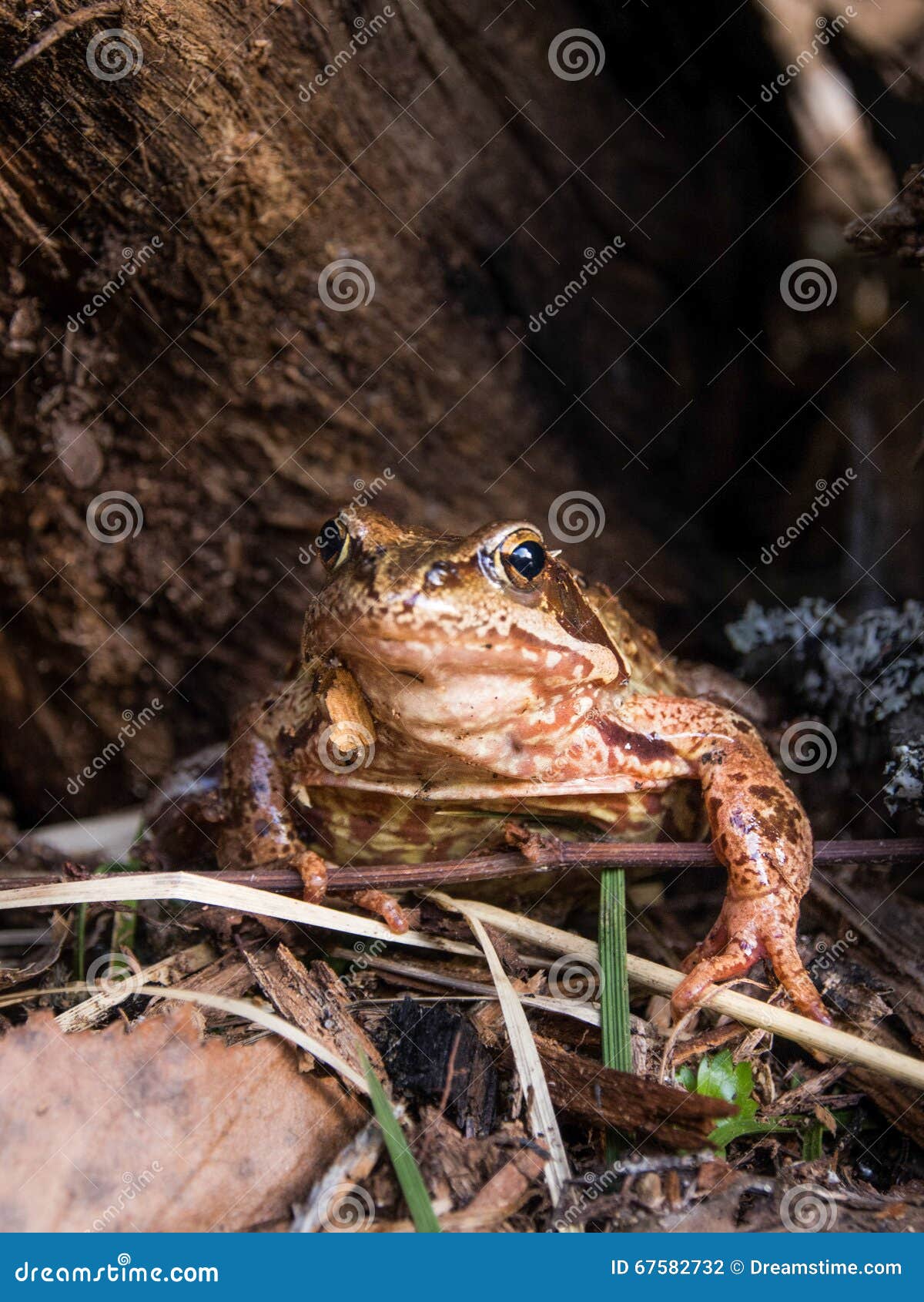 Frog stock photo. Image of nature, closeup, leaf, green - 67582732