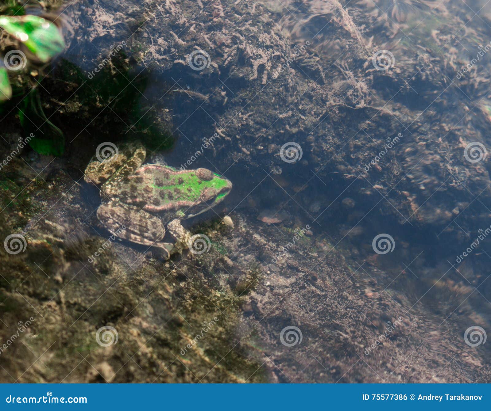 Frog under water stock photo. Image of beautiful, frog - 75577386