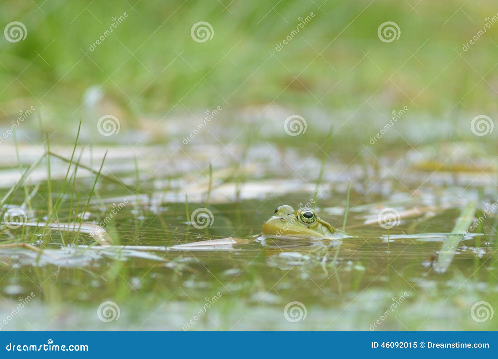 Frog under water stock image. Image of water, little - 46092015