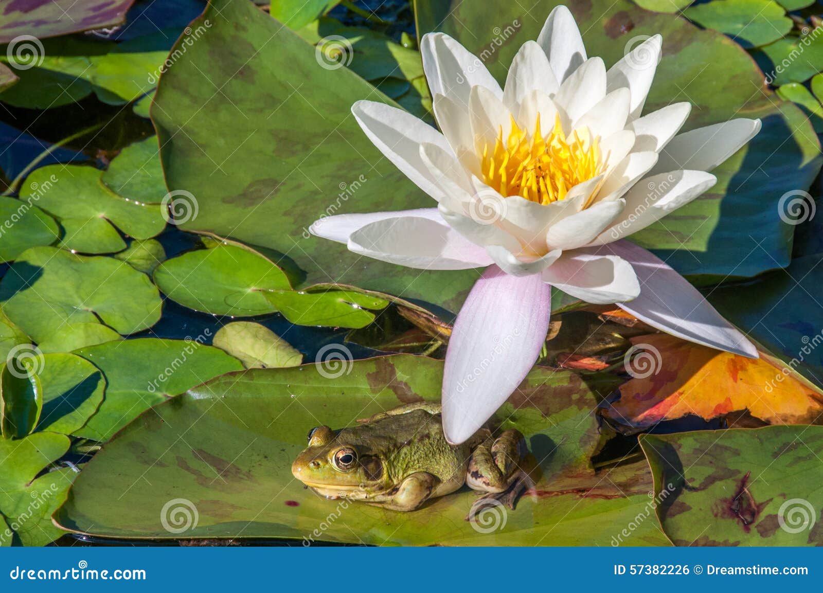 Frog Under a Water Lily Flower Stock Photo - Image of reflection, white ...