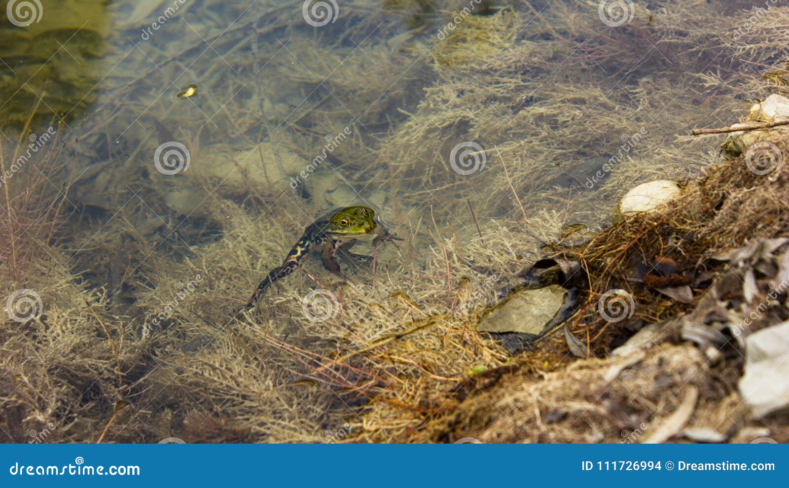 Frog under water relaxing stock photo. Image of animal - 111726994
