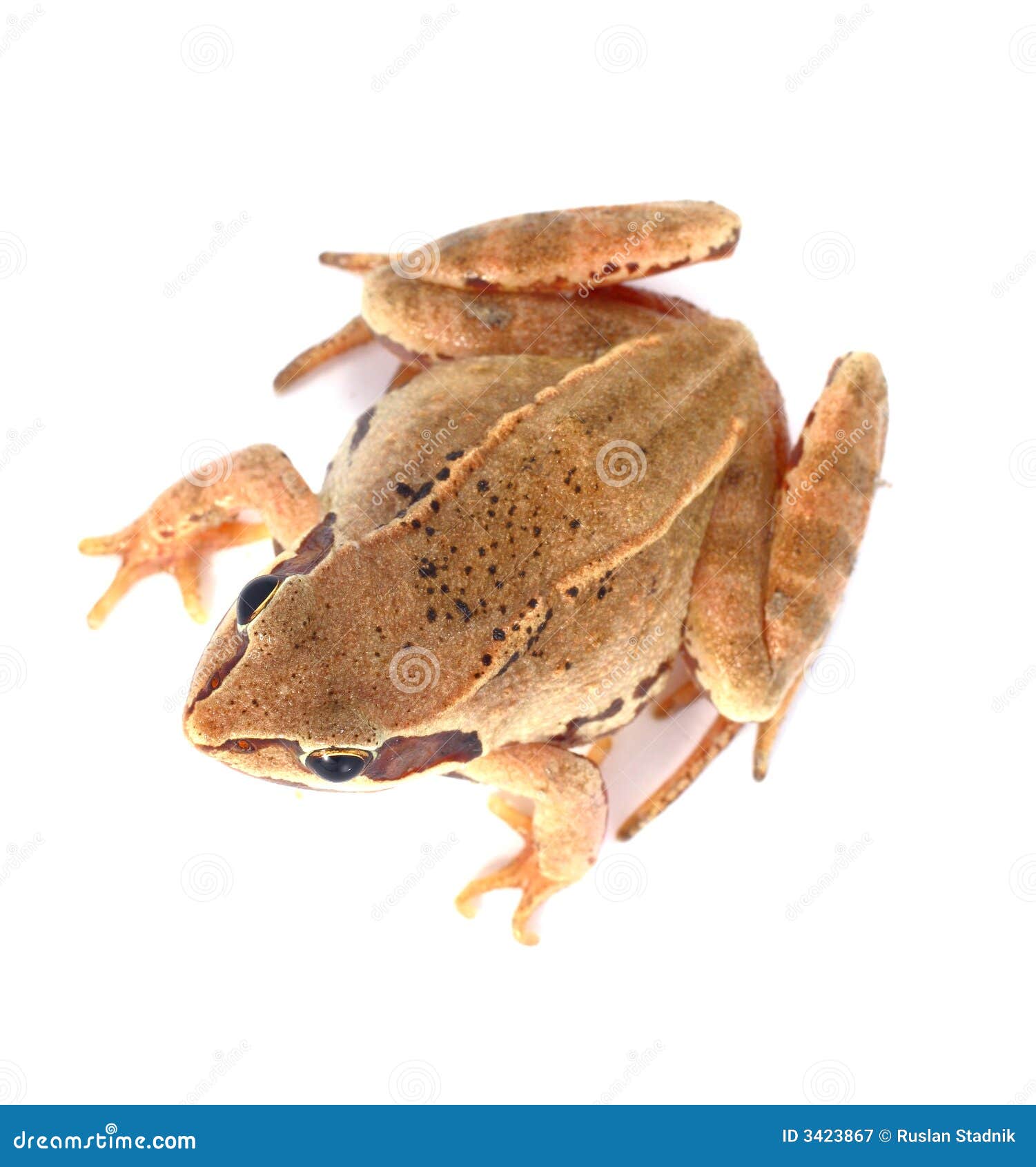 Frog Up stock image. Image of striped, warty, webbed, slippery - 3423867