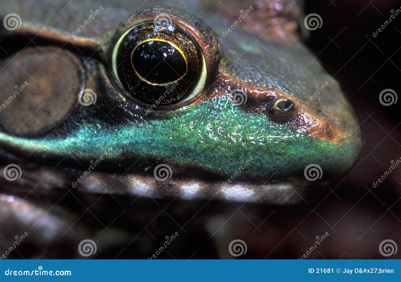 Frog up close stock image. Image of woods, fine, frog, bullfrog - 21681