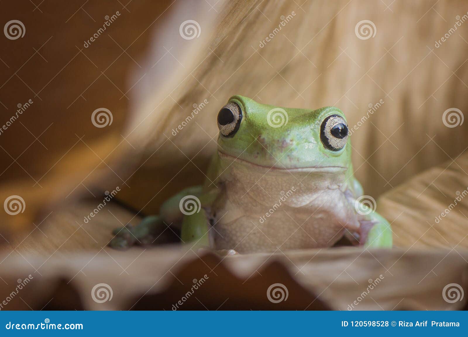 Frog Very Cute stock photo. Image of camera, cute, look - 120598528