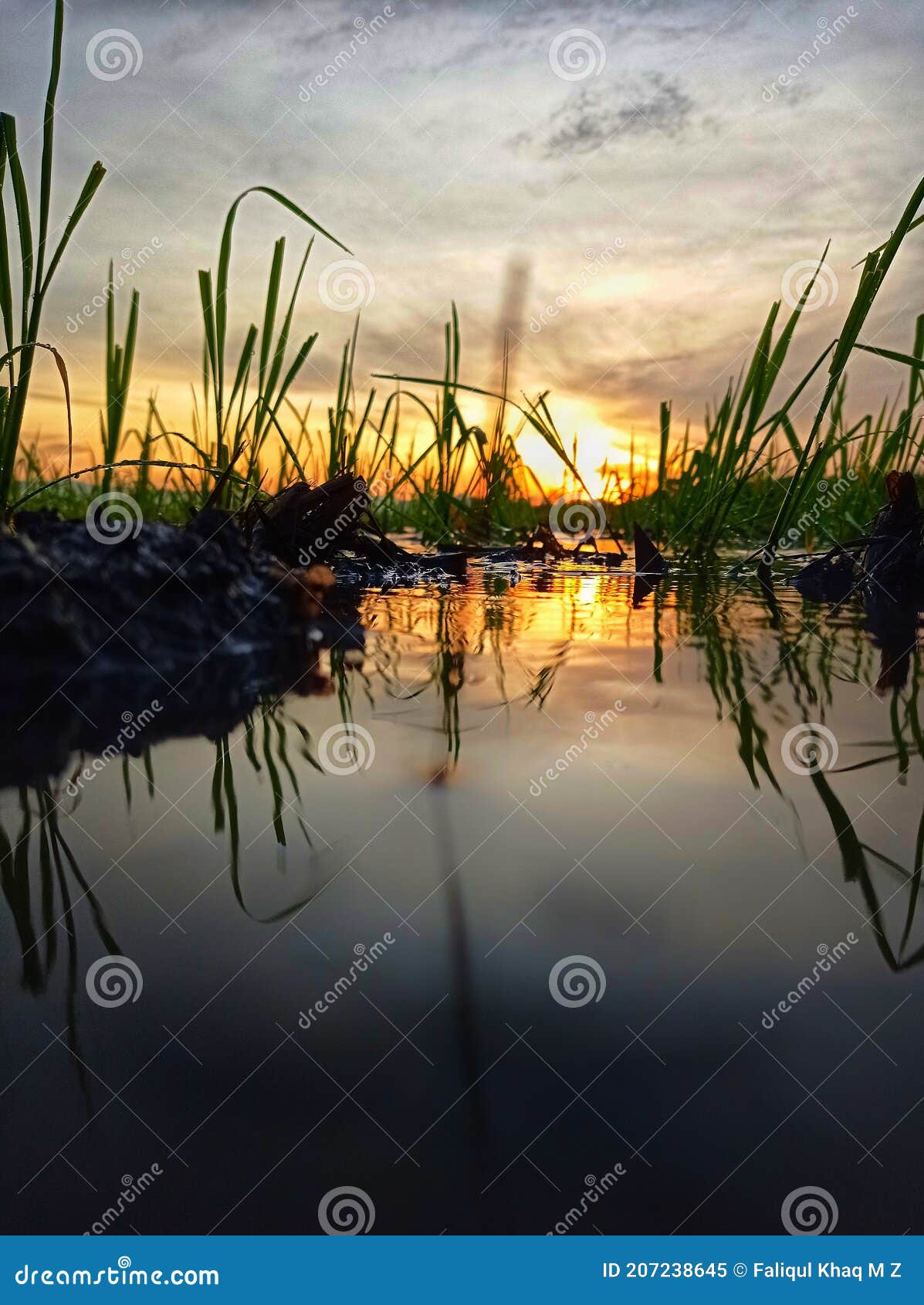 Frog View of Puddle in Rice Field Stock Image - Image of wetland, dusk ...