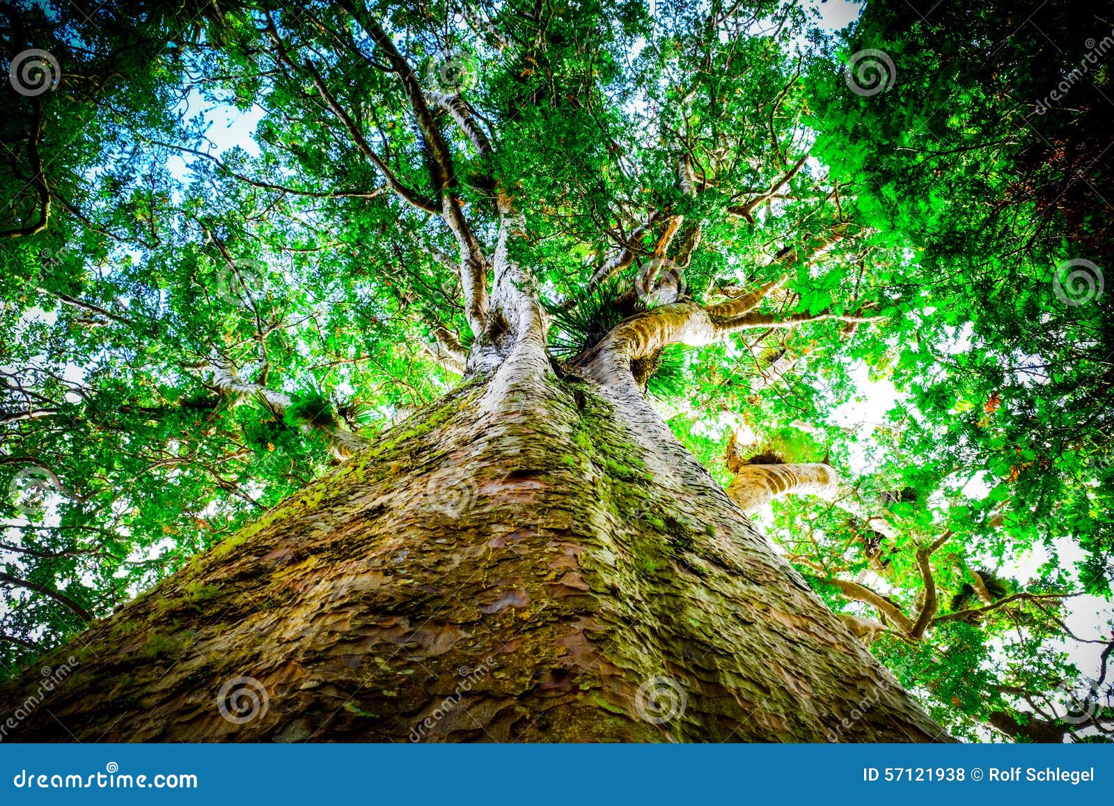 Frog View into the Tree Top of an Old Tree in the Forest. Stock Photo ...
