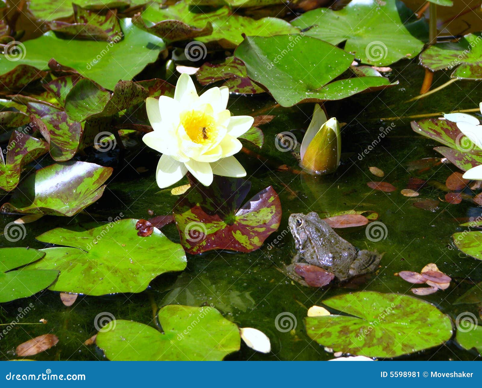 Frog vs bee stock image. Image of outdoors, frog, insects - 5598981