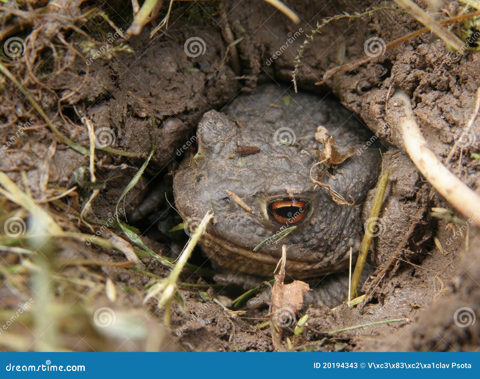 Frog waiting stock image. Image of frog, amphibian, ugly - 20194343