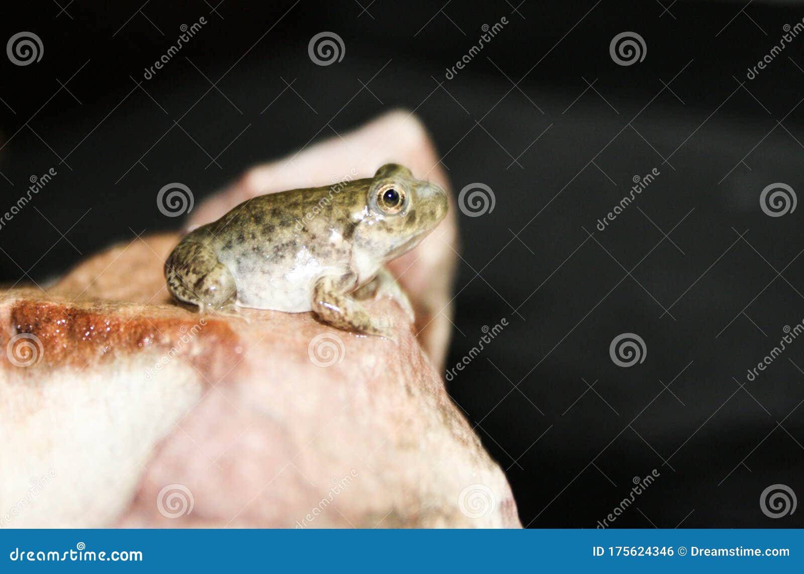 Frog Waiting on a Red Stone Stock Photo - Image of gray, found: 175624346