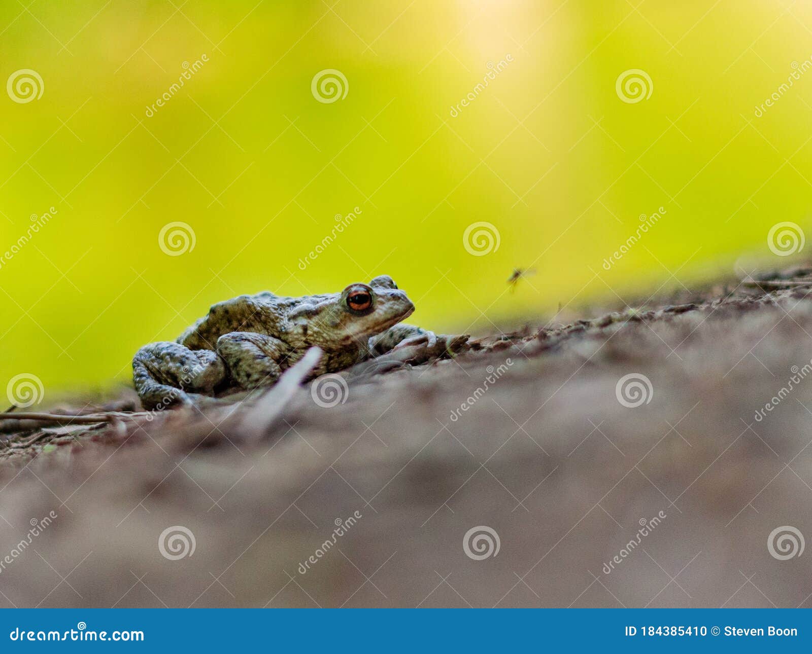 Frog Waiting for the Right Time To Catch Stock Photo - Image of turtle ...