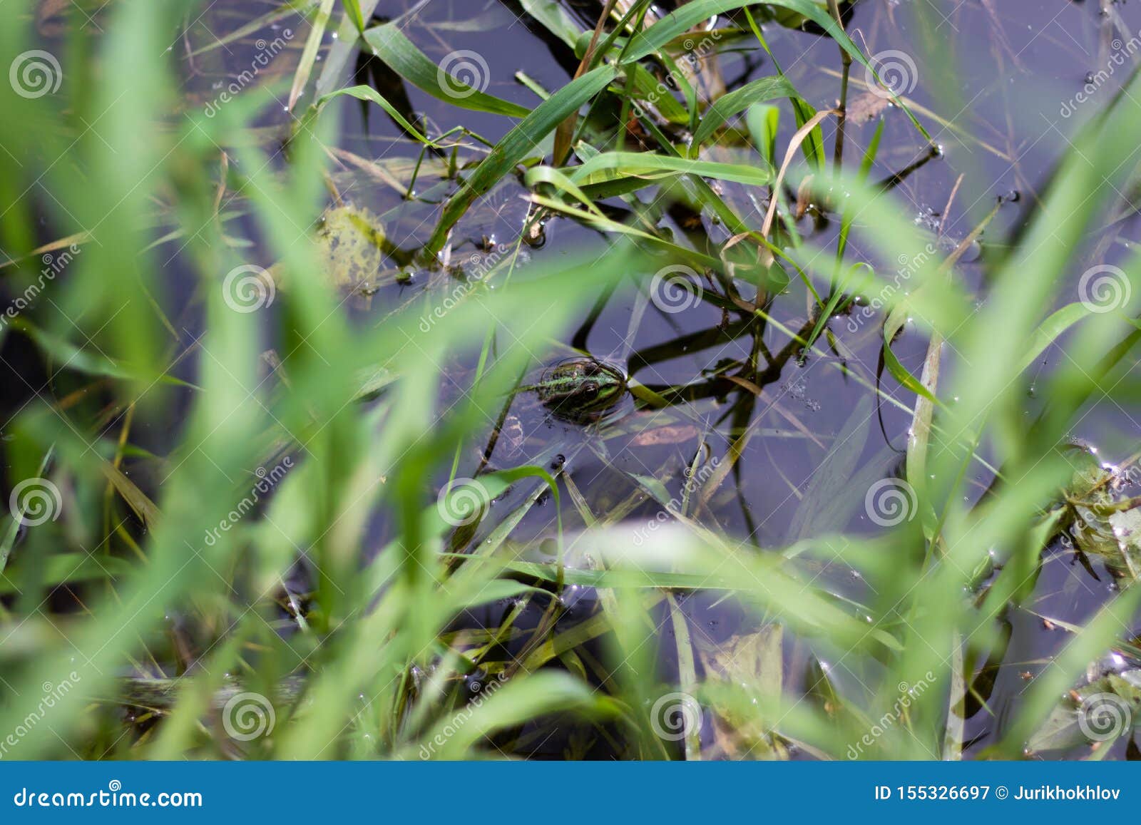 A Frog Waiting in the River Stock Image - Image of details, gloomy ...
