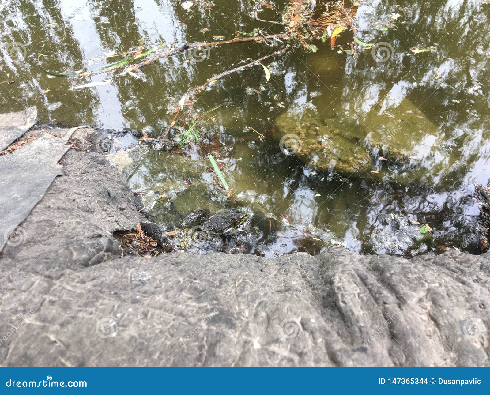 Frog Wakes Up in the Spring Stock Photo - Image of pond, water: 147365344