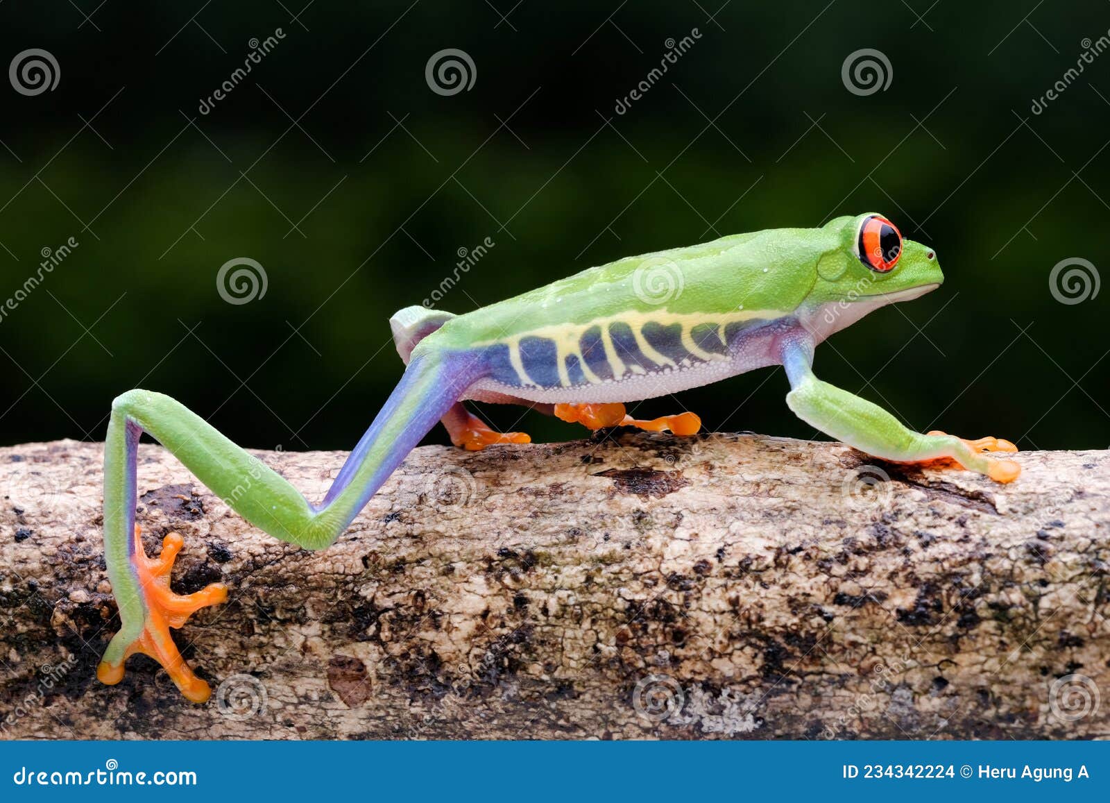 The Frog is Walking on the Tree Branch Stock Photo - Image of turtle ...
