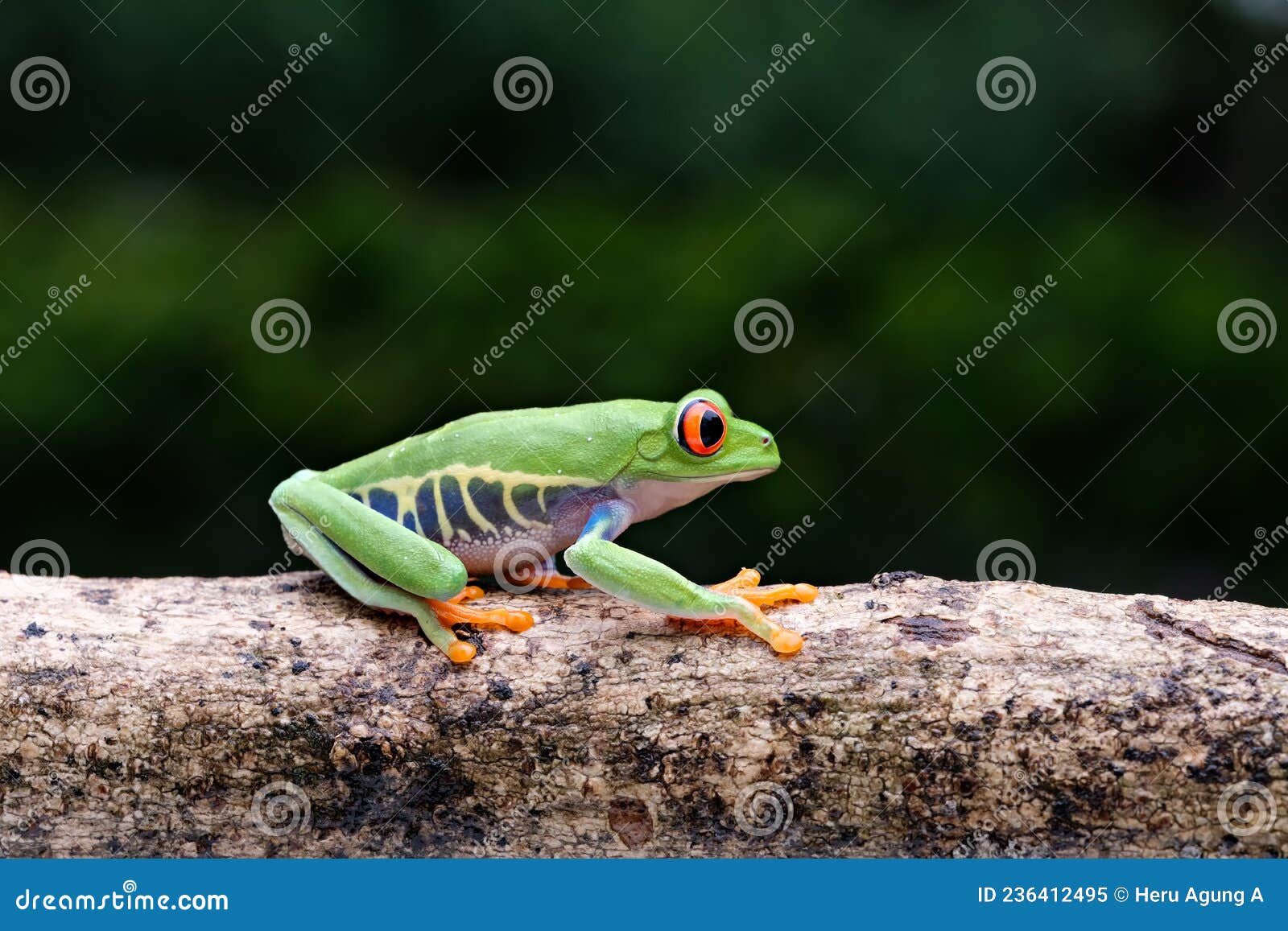The Frog is Walking on the Tree Branch Stock Image - Image of nature ...