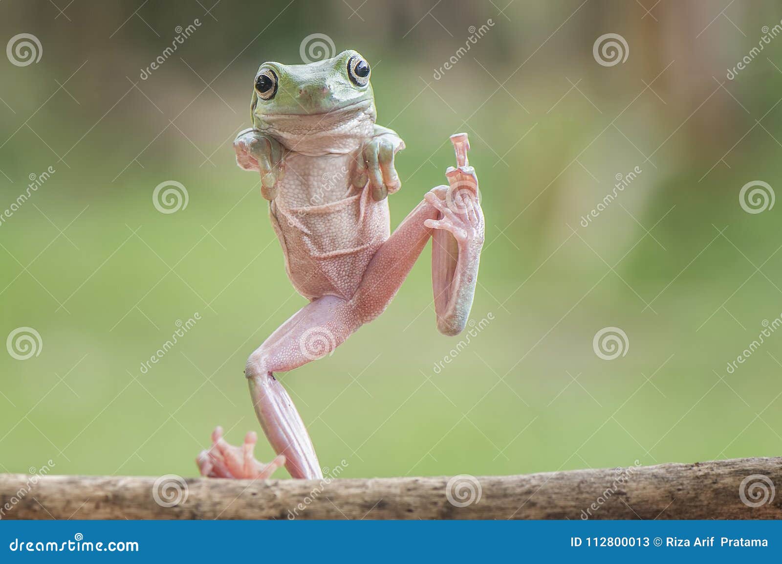 Walking Frog stock image. Image of wood, bokeh, greenfrog - 112800013