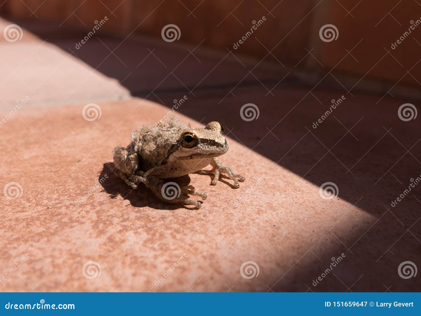 Dirty frog on the step stock image. Image of frog, pond - 151659647