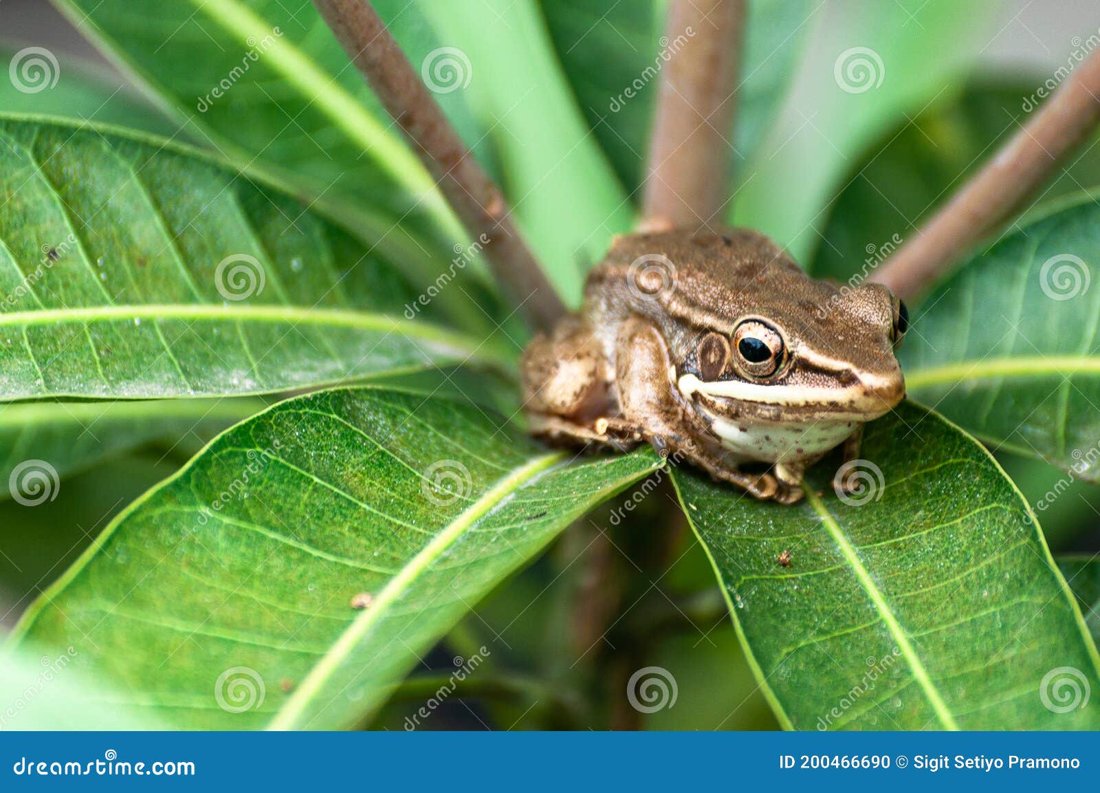 A Beautiful Frog Tree Was at Mango Tree, Bandung Indonesia Stock Photo ...