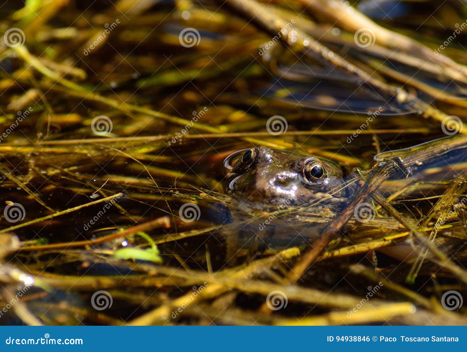 Frog watching stock photo. Image of animal, biological - 94938846