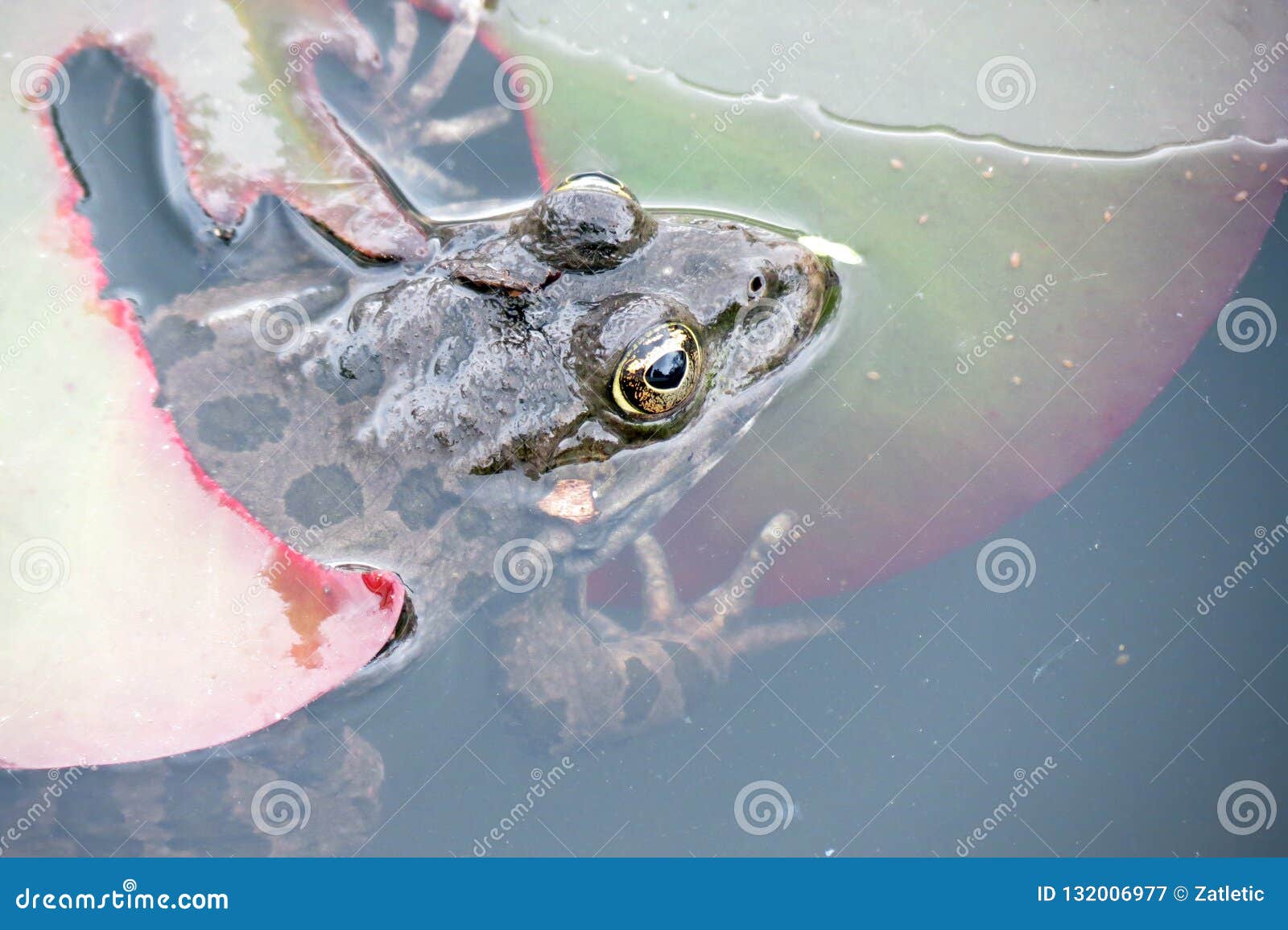 Frog in the water stock image. Image of water, little - 132006977