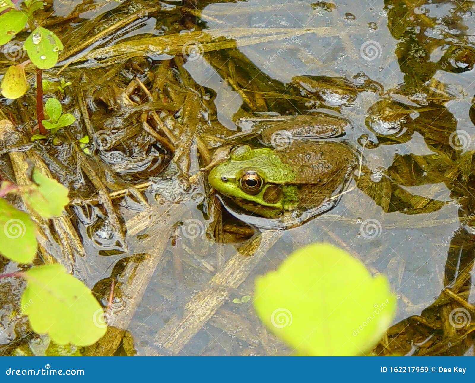Frog in the water stock image. Image of swamp, backwater - 162217959