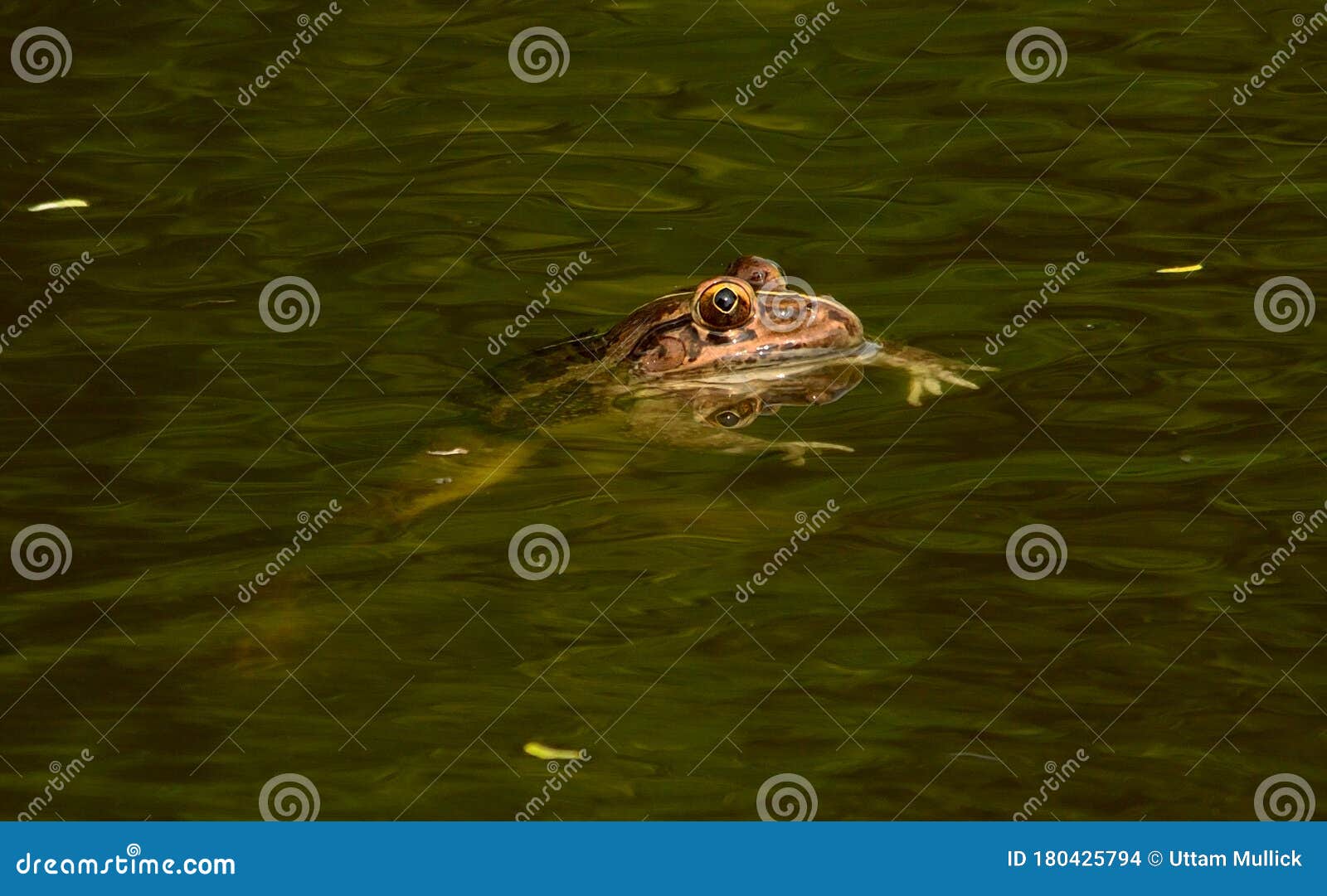 Frog in water stock photo. Image of habitat, beautiful - 180425794