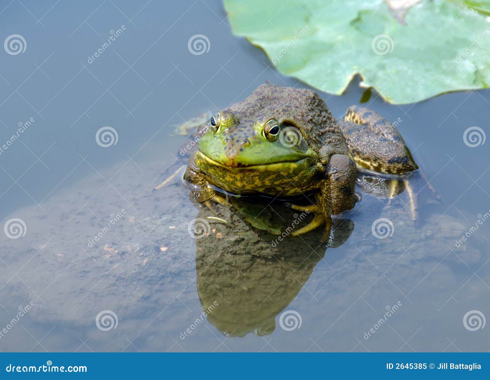 Frog in Water stock image. Image of amphibian, amphibious - 2645385