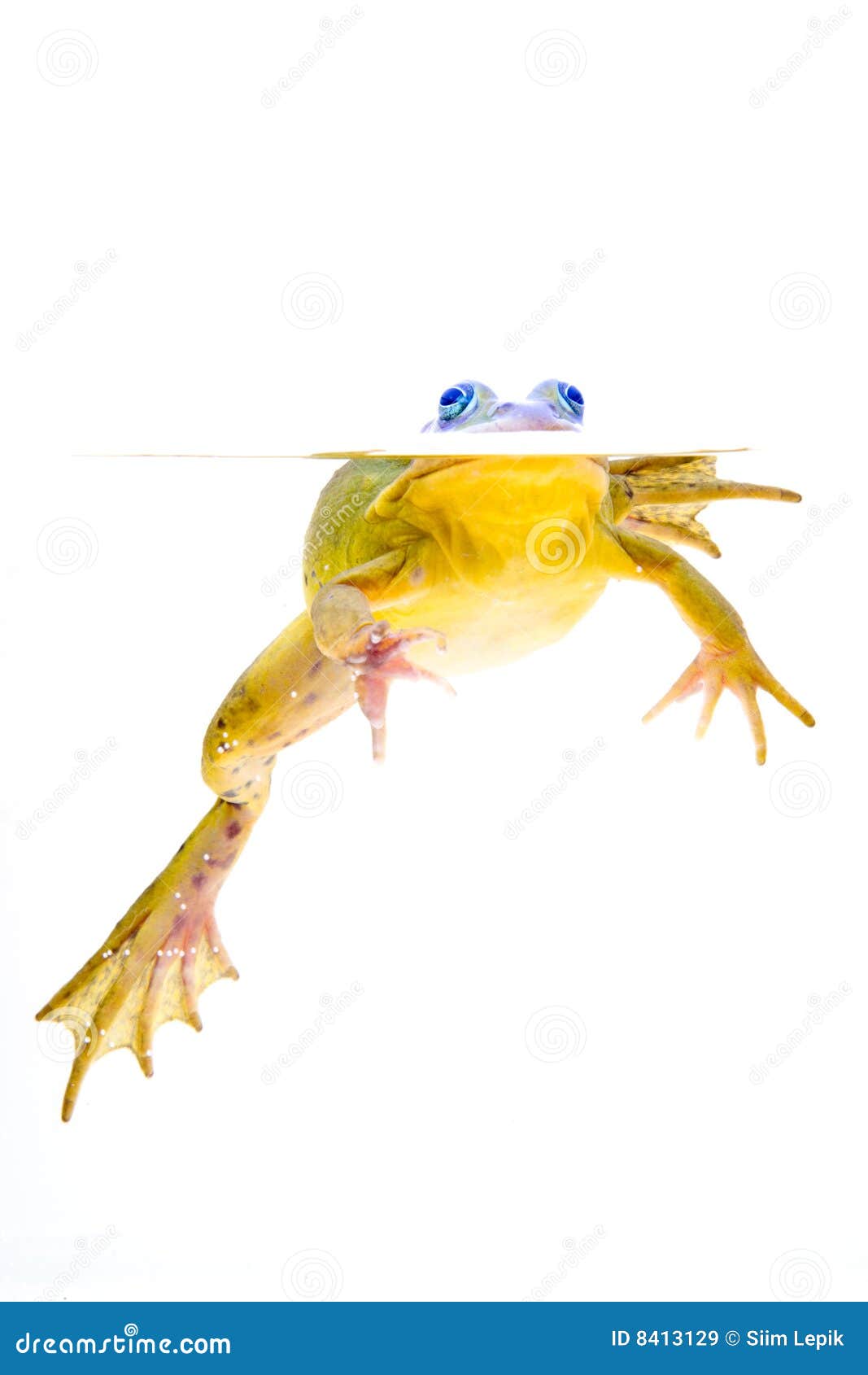 Frog in water stock image. Image of water, close, animal - 8413129