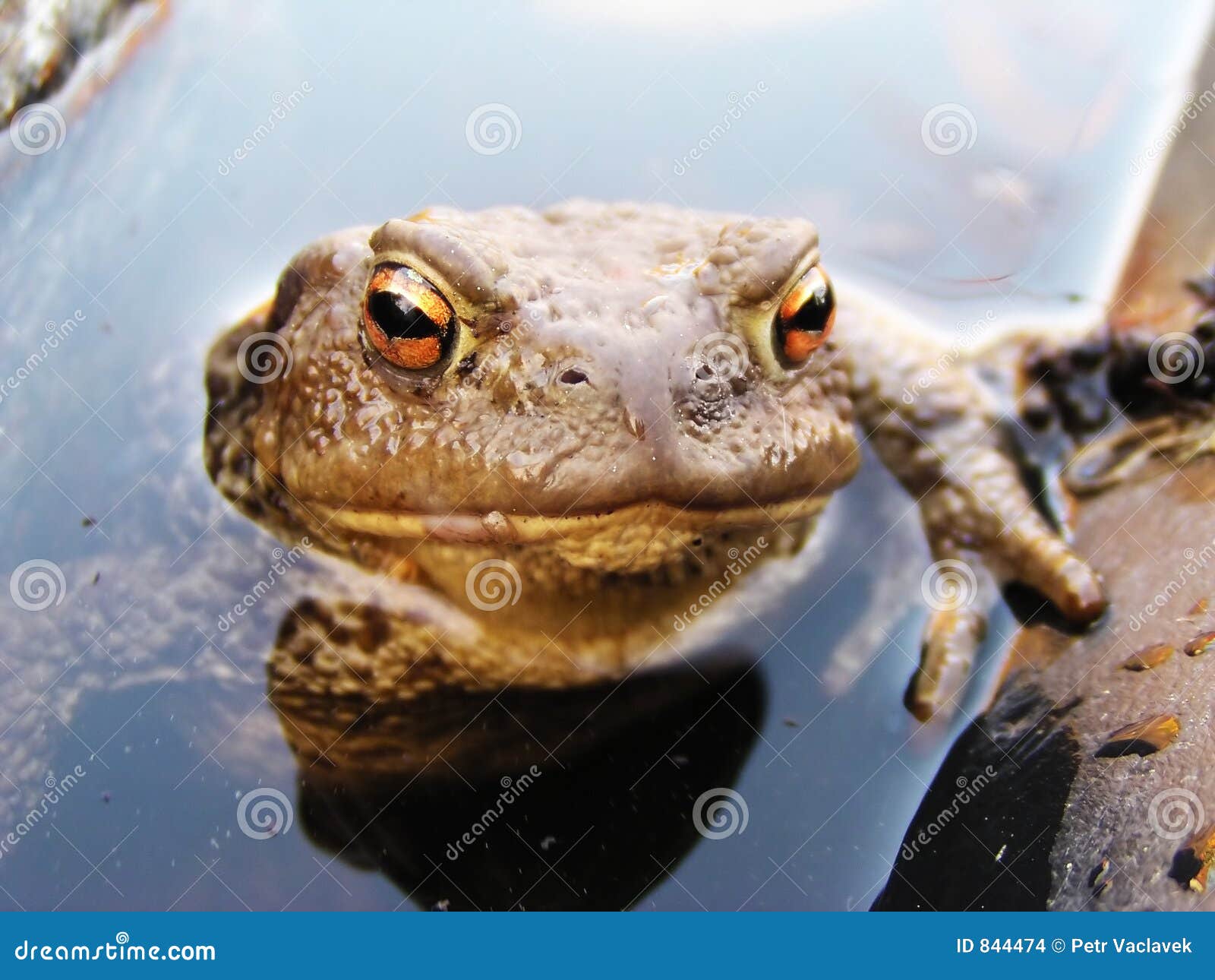Frog in the water stock photo. Image of pond, leap, nature - 844474