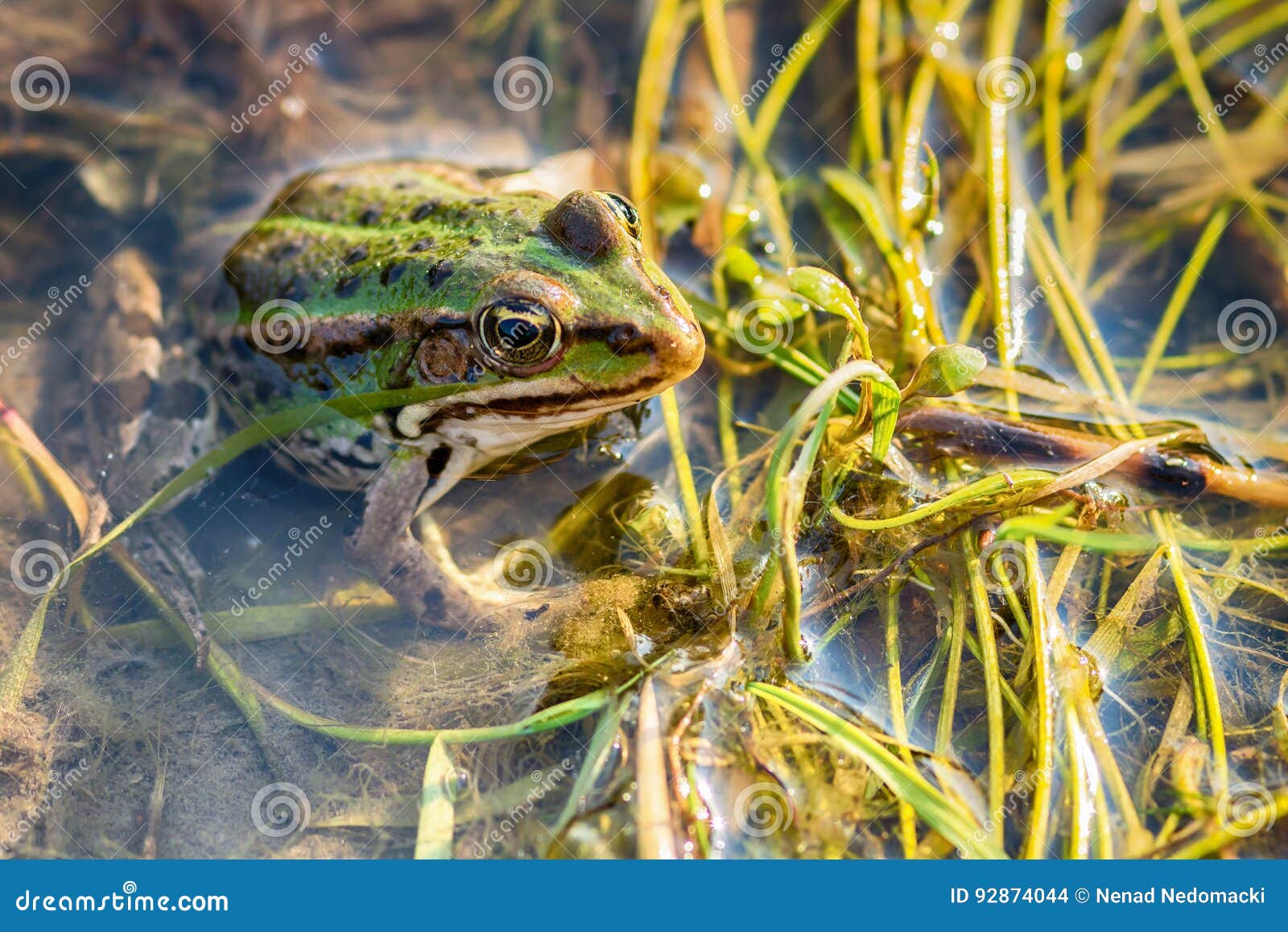 Frog in the water stock photo. Image of frog, botany - 92874044