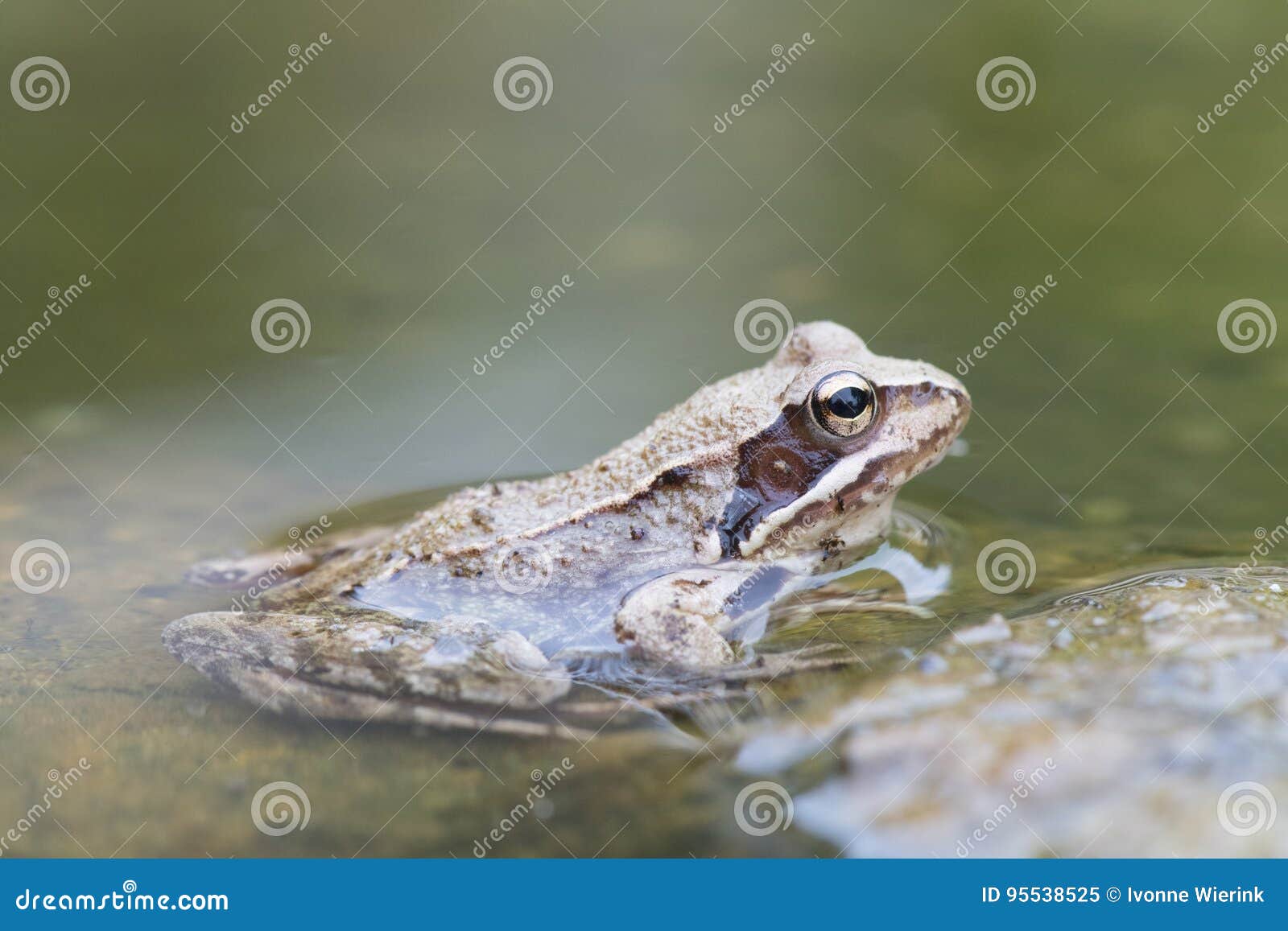 Frog in the water stock image. Image of river, toad, nature - 95538525