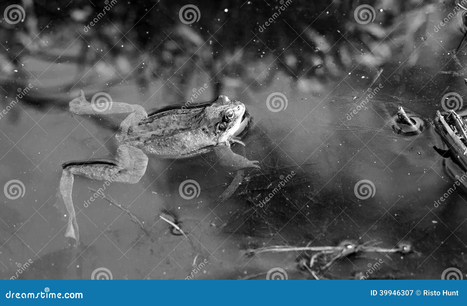 Frog in water stock image. Image of water, nature, closeup - 39946307