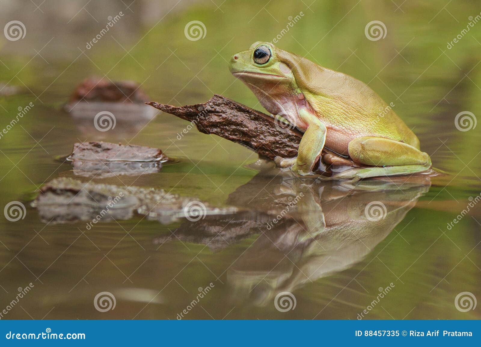 Frog on the WAter stock image. Image of dumpyfrog, extreme - 88457335