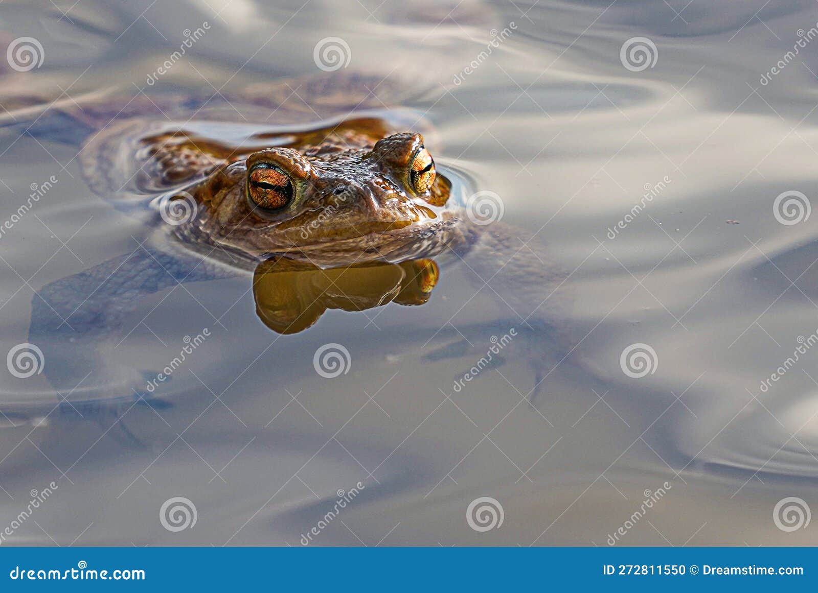 Frog in the water stock photo. Image of wildlife, white - 272811550