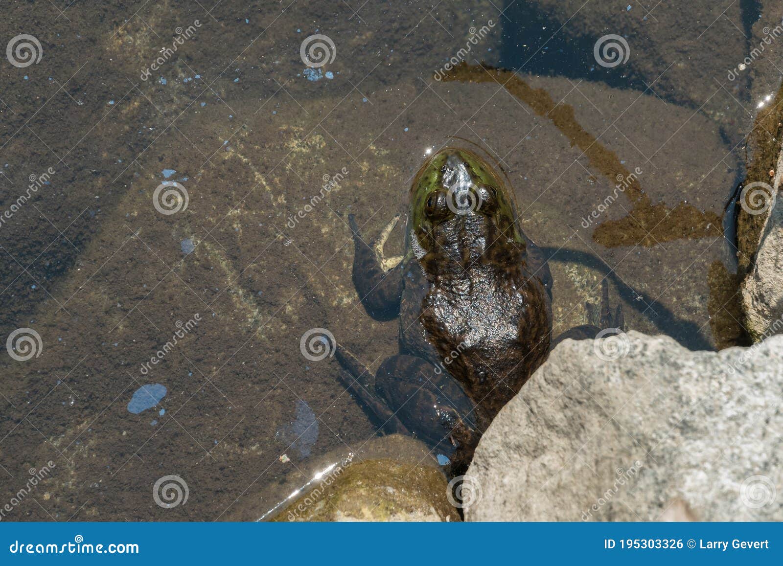 Frog is Hiding in the Shade Stock Photo - Image of natural, animal ...