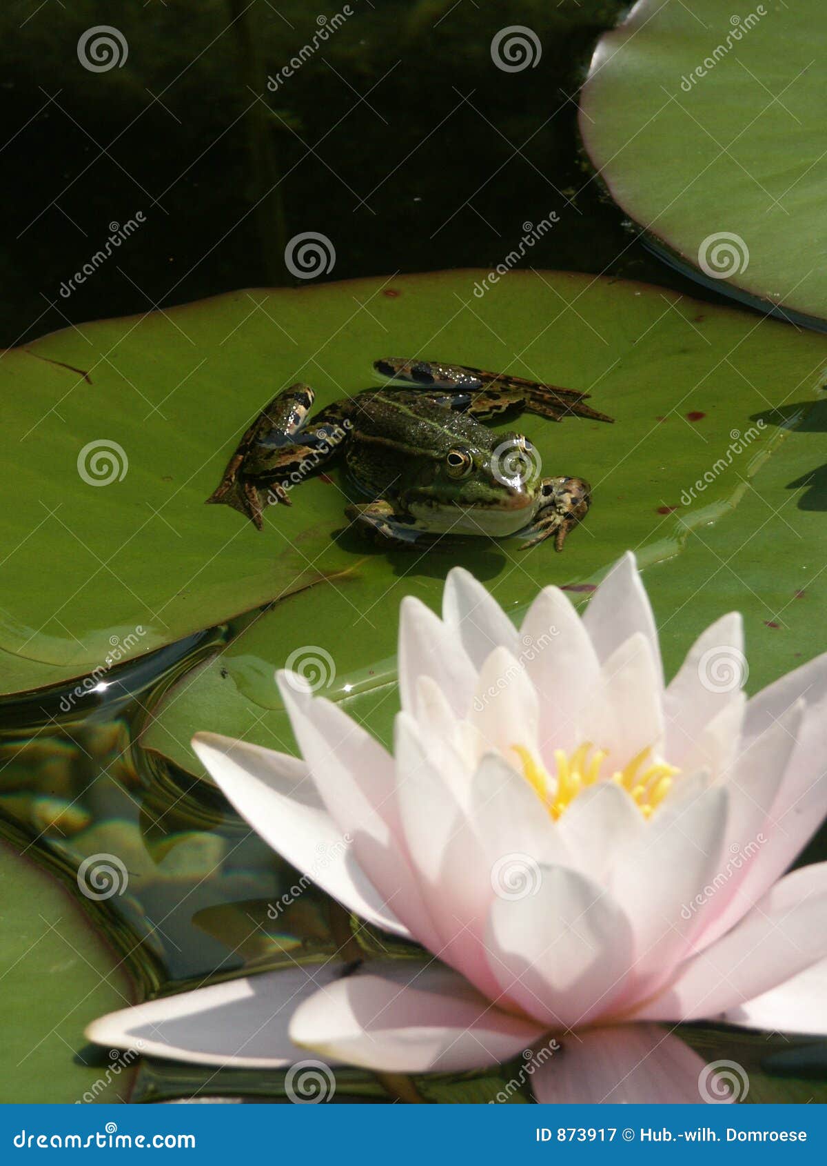 Frog with water lilly stock image. Image of pink, pond - 873917