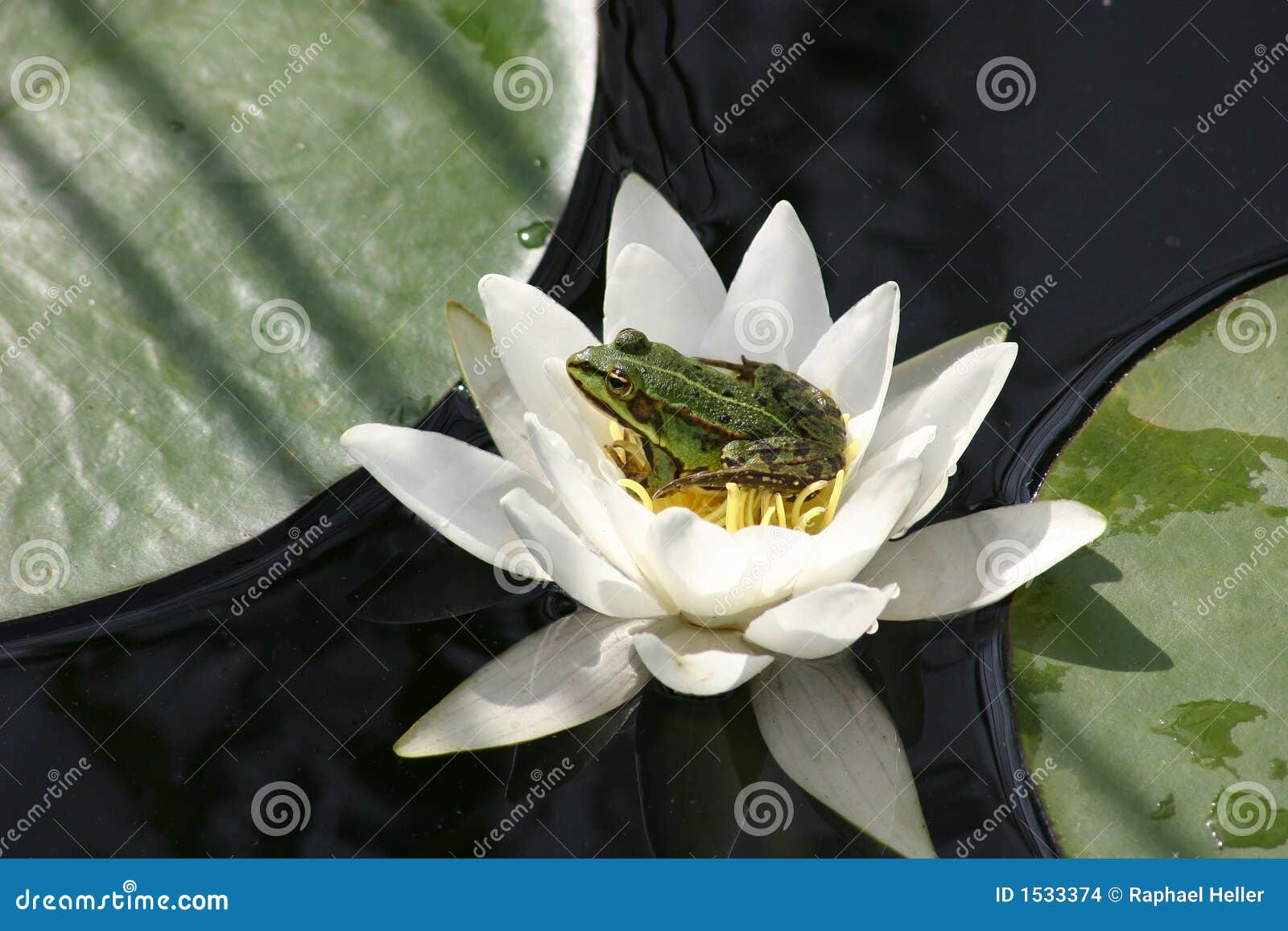 Frog On Lily Pad A Macro Background Royalty-Free Stock Photo ...