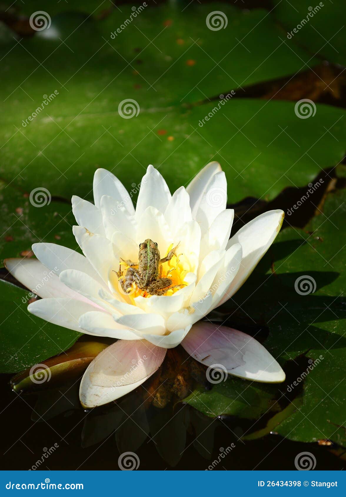 Frog in water lily stock photo. Image of blooming, frog - 26434398