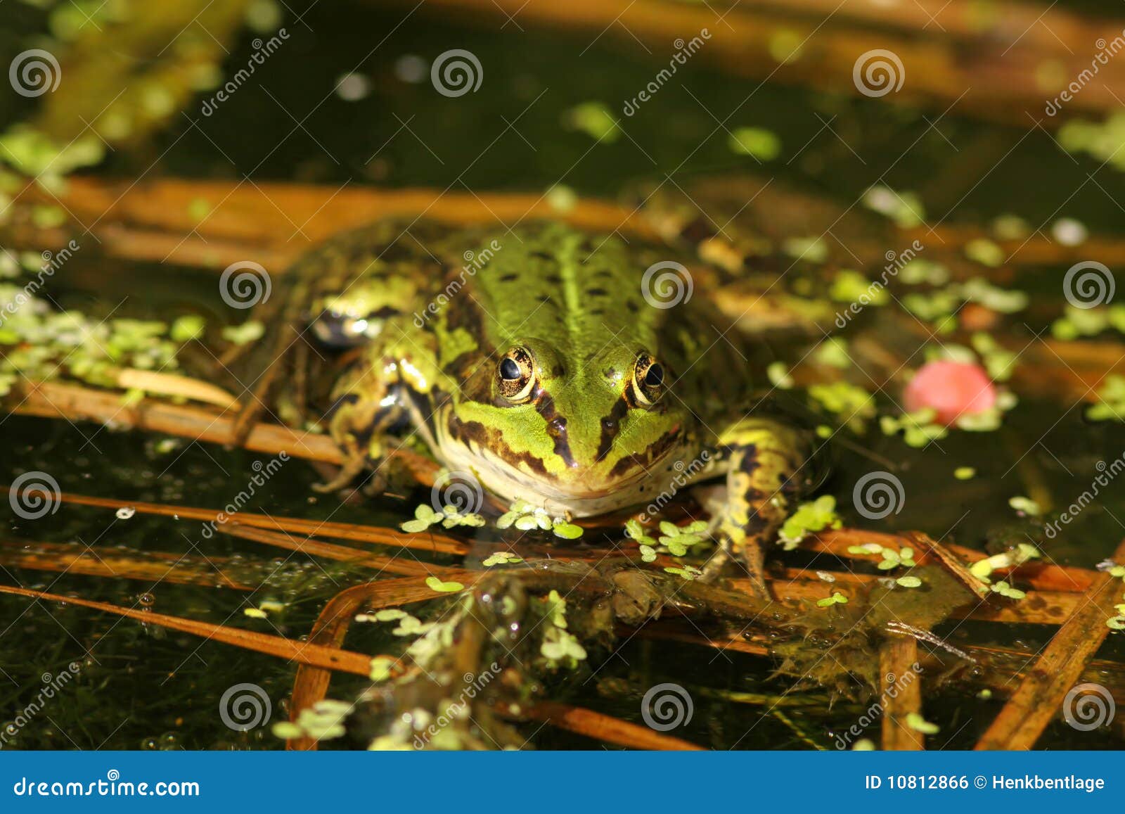 Frog in the Water Looking at You Stock Photo - Image of wild, amphibian ...