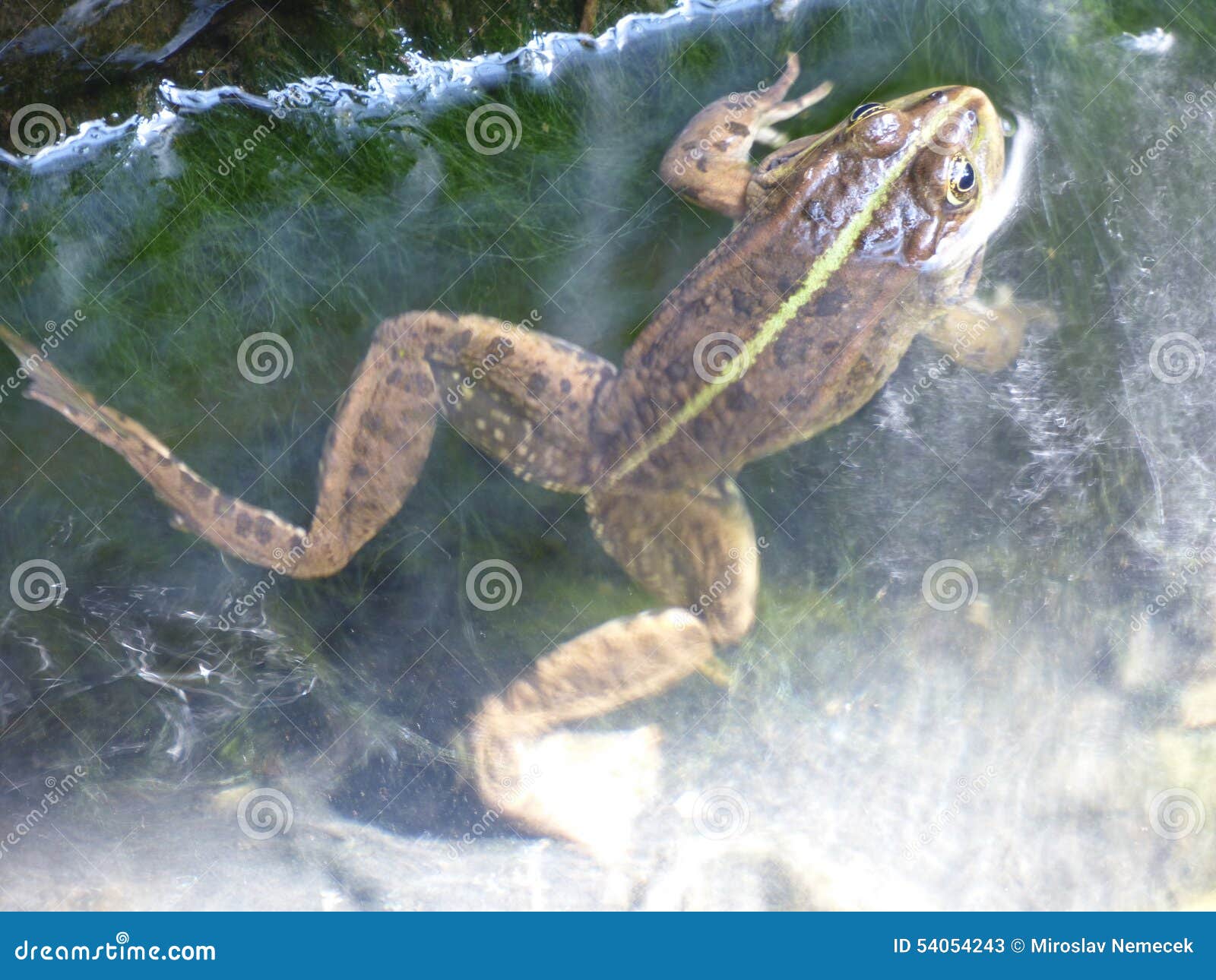 Frog in water stock image. Image of frog, amphibia, nature - 54054243