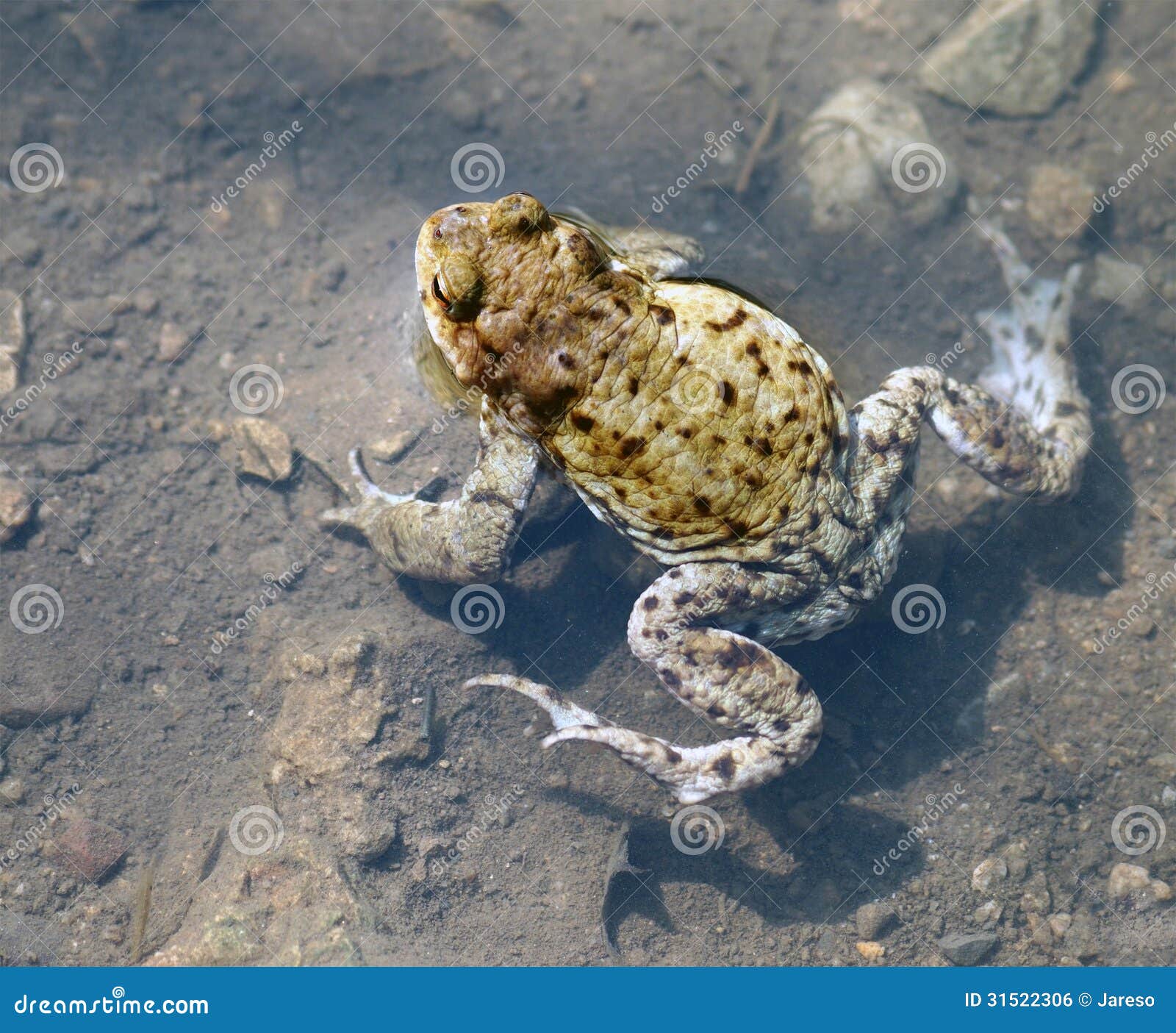 Frog in water stock photo. Image of frog, legs, closeup - 31522306
