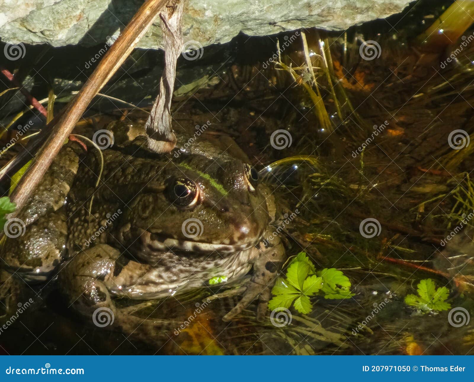 Frog in the Water with Plants Close Up Stock Photo - Image of naturally ...