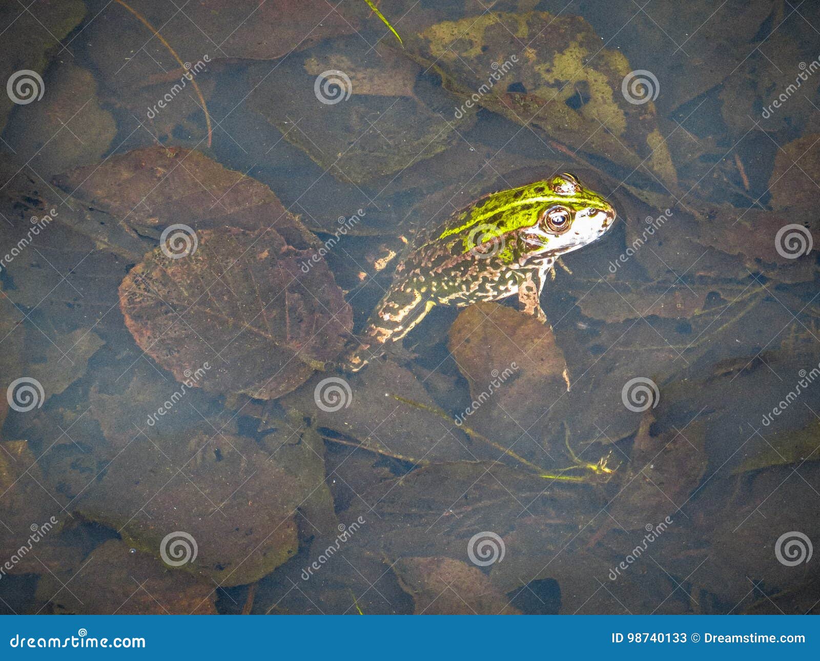 Frog in water stock image. Image of american, clamitans - 98740133