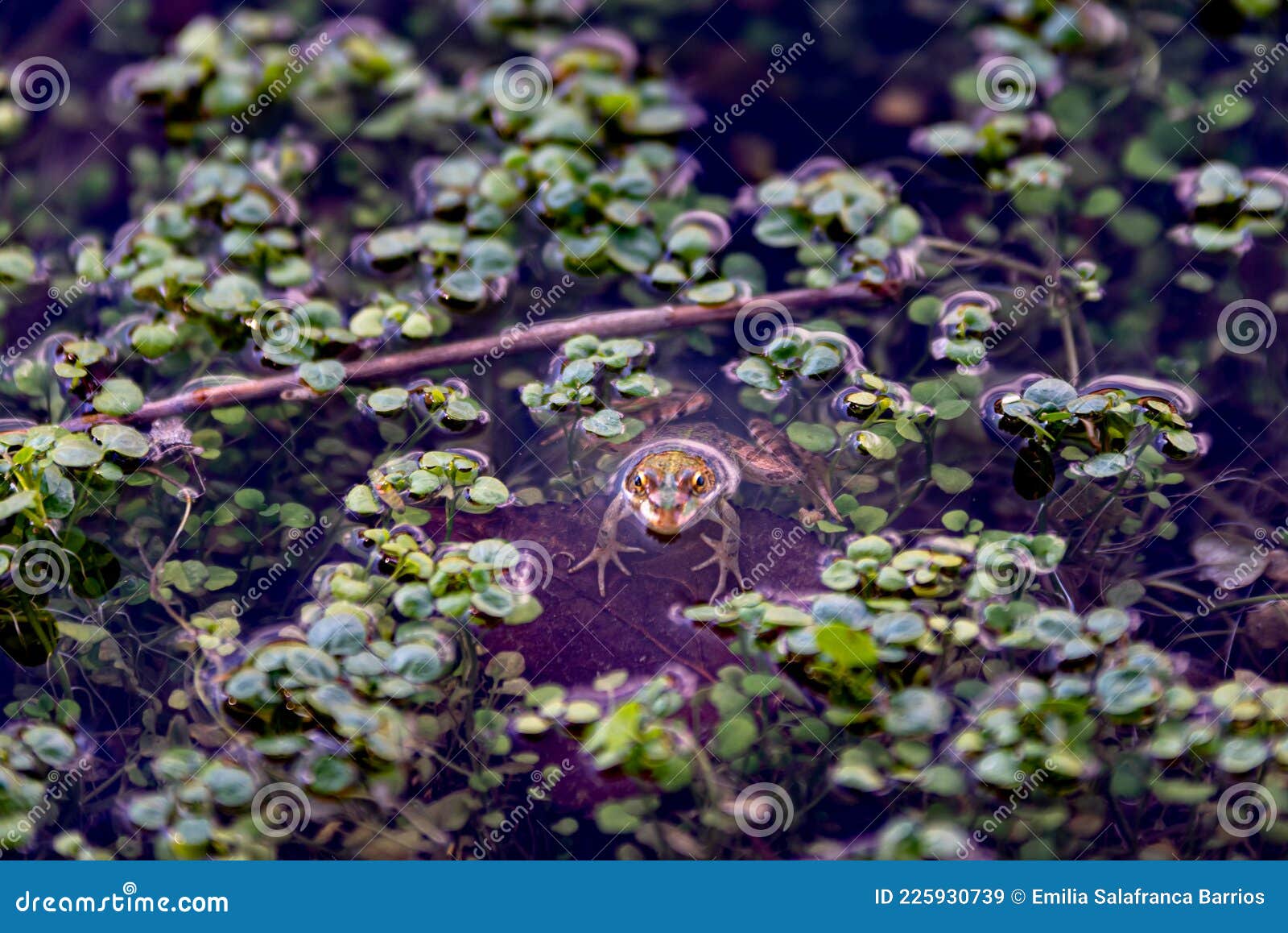 Frog in the Water of the Swamp Looking at the Camera Stock Image ...