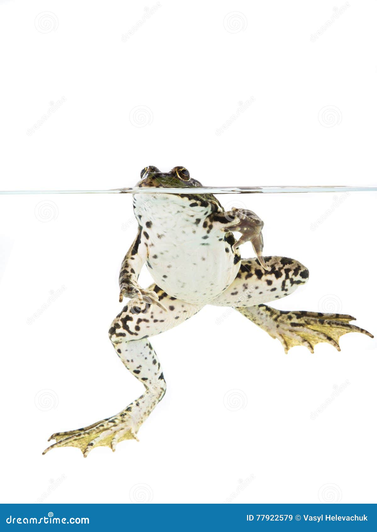 Frog in water stock image. Image of common, northern - 77922579