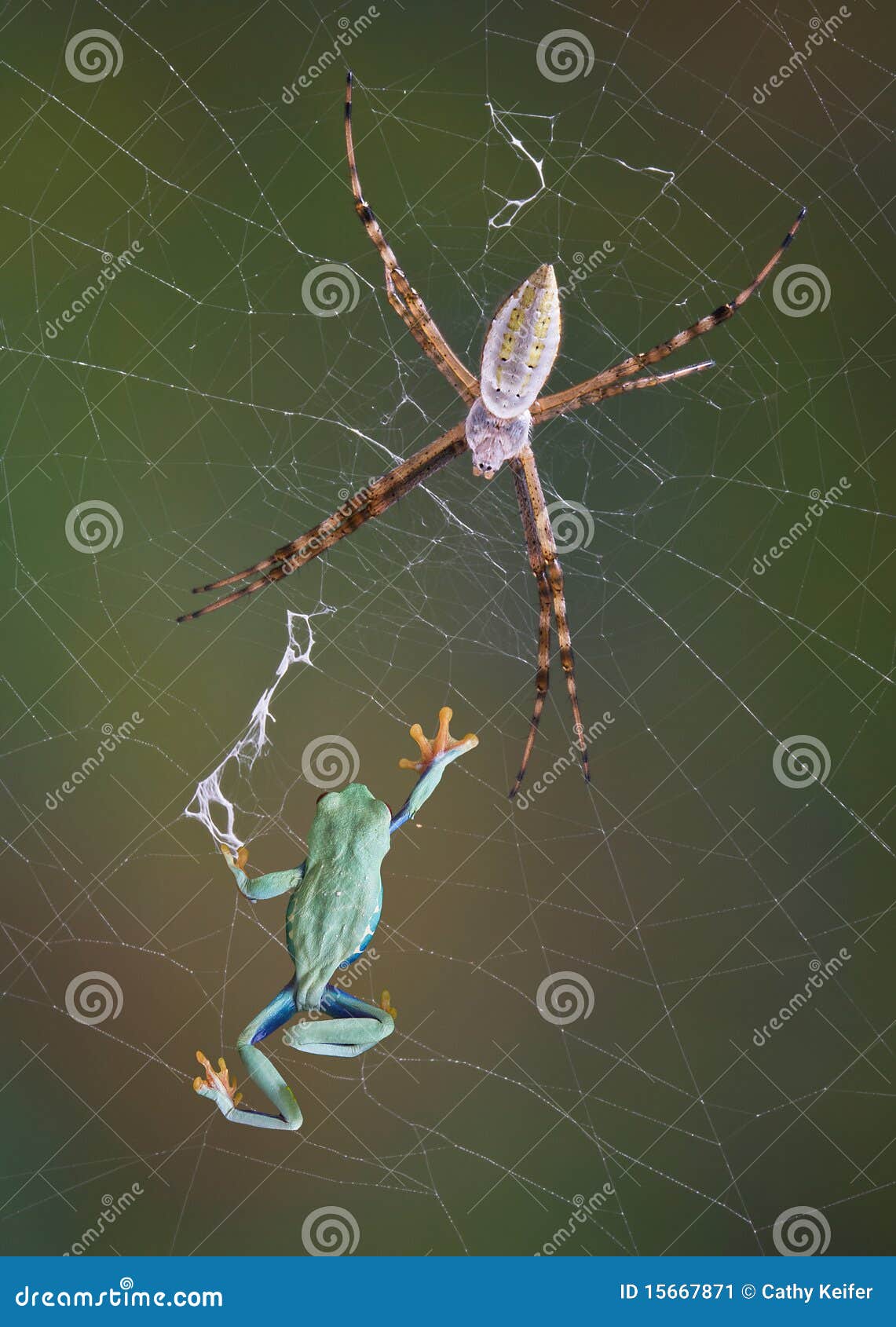 Frog in the web stock image. Image of macro, nature, invertebrate ...