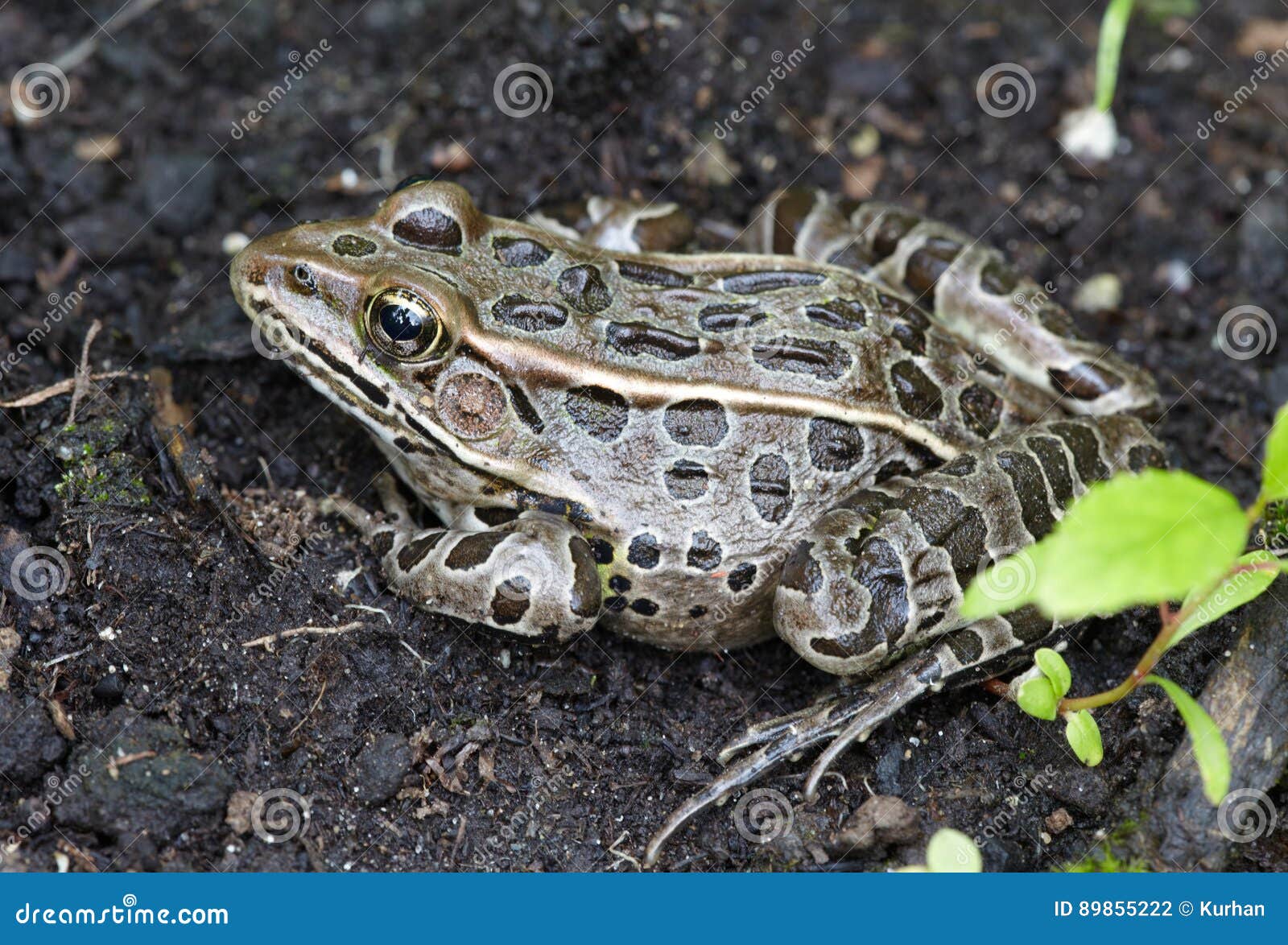 Frog western toad. stock photo. Image of nature, anuran - 89855222