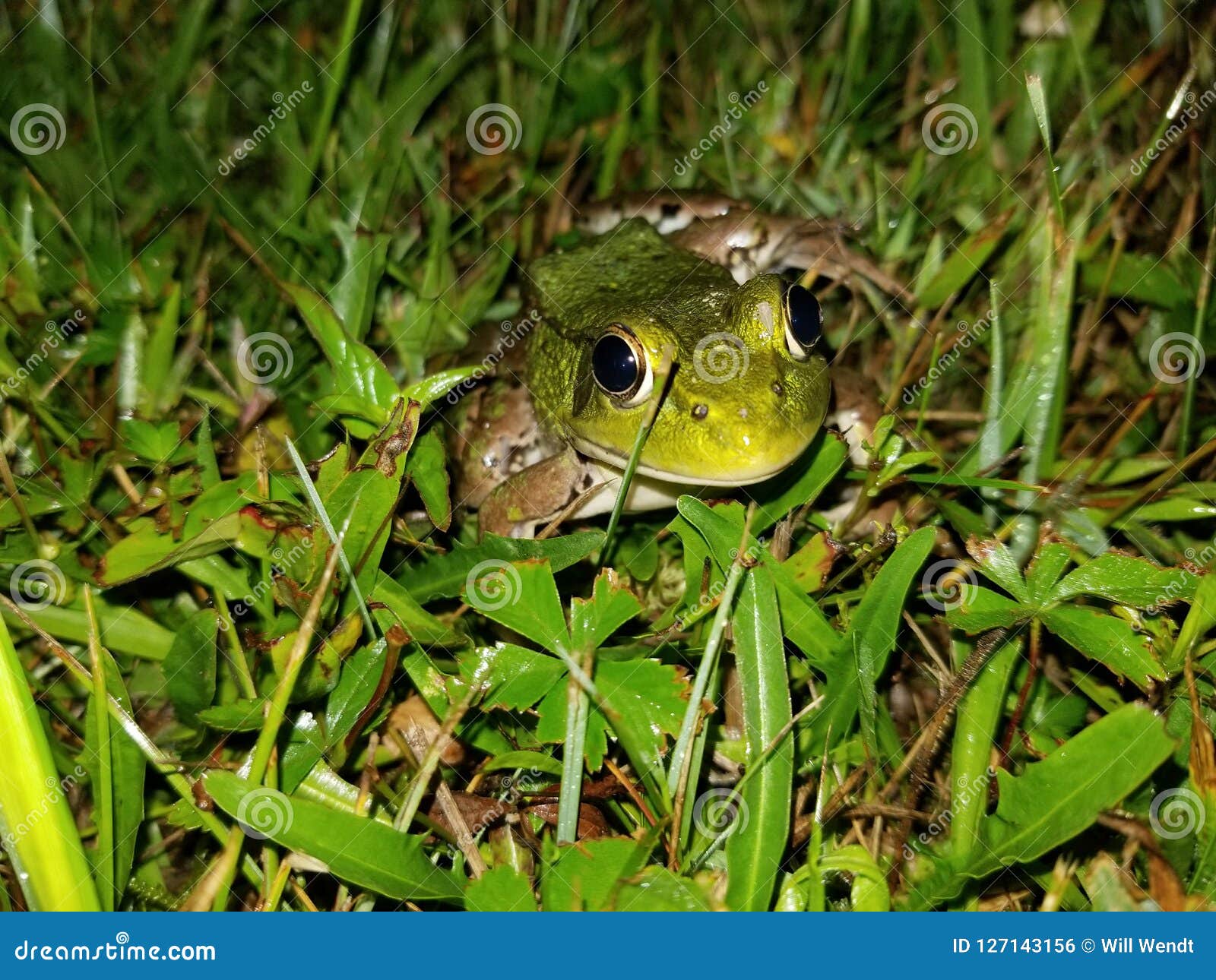 Frog in Wet Grass stock photo. Image of frog, night - 127143156