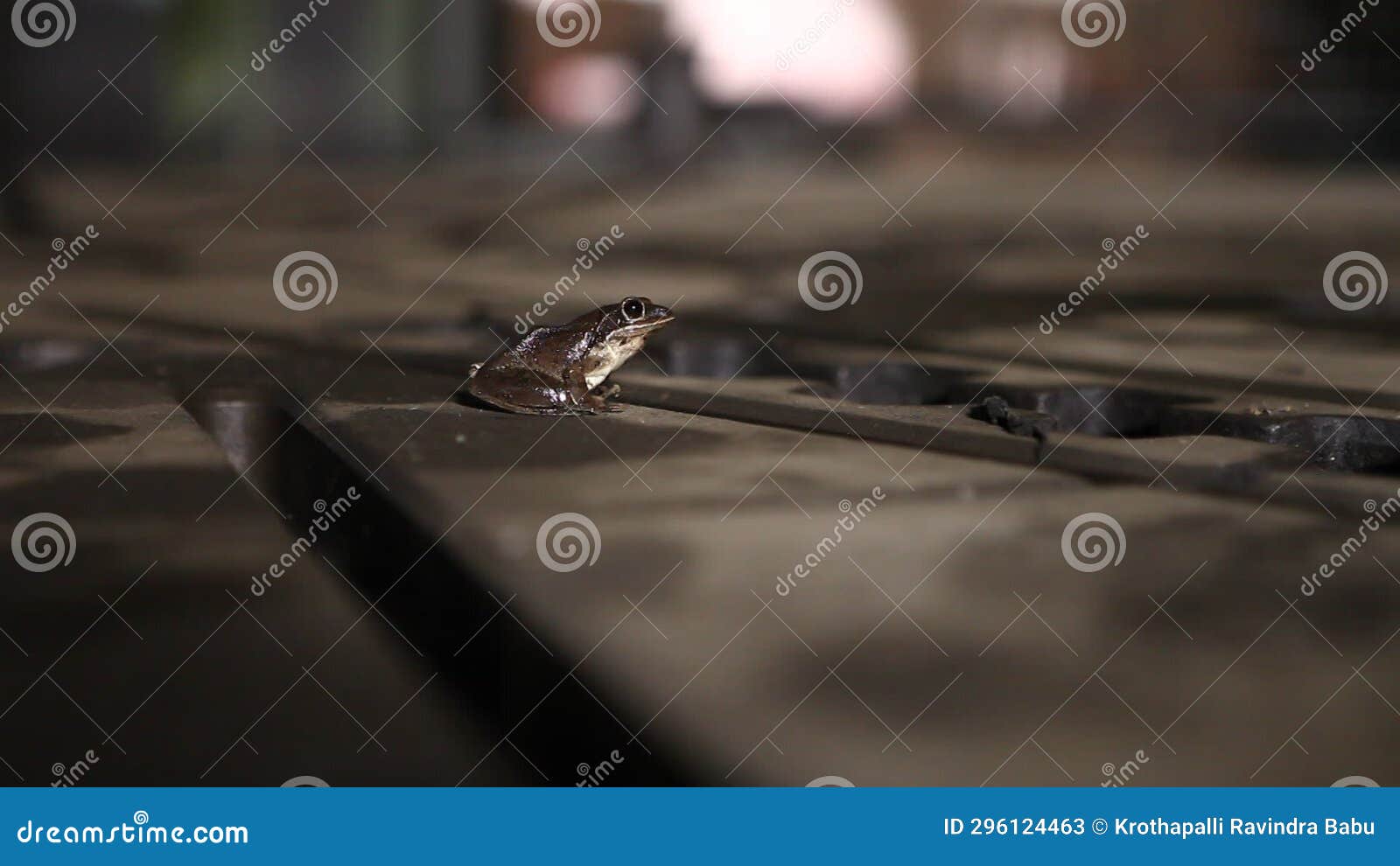 Frog on the wheel India stock video. Video of bullfrog - 296124463