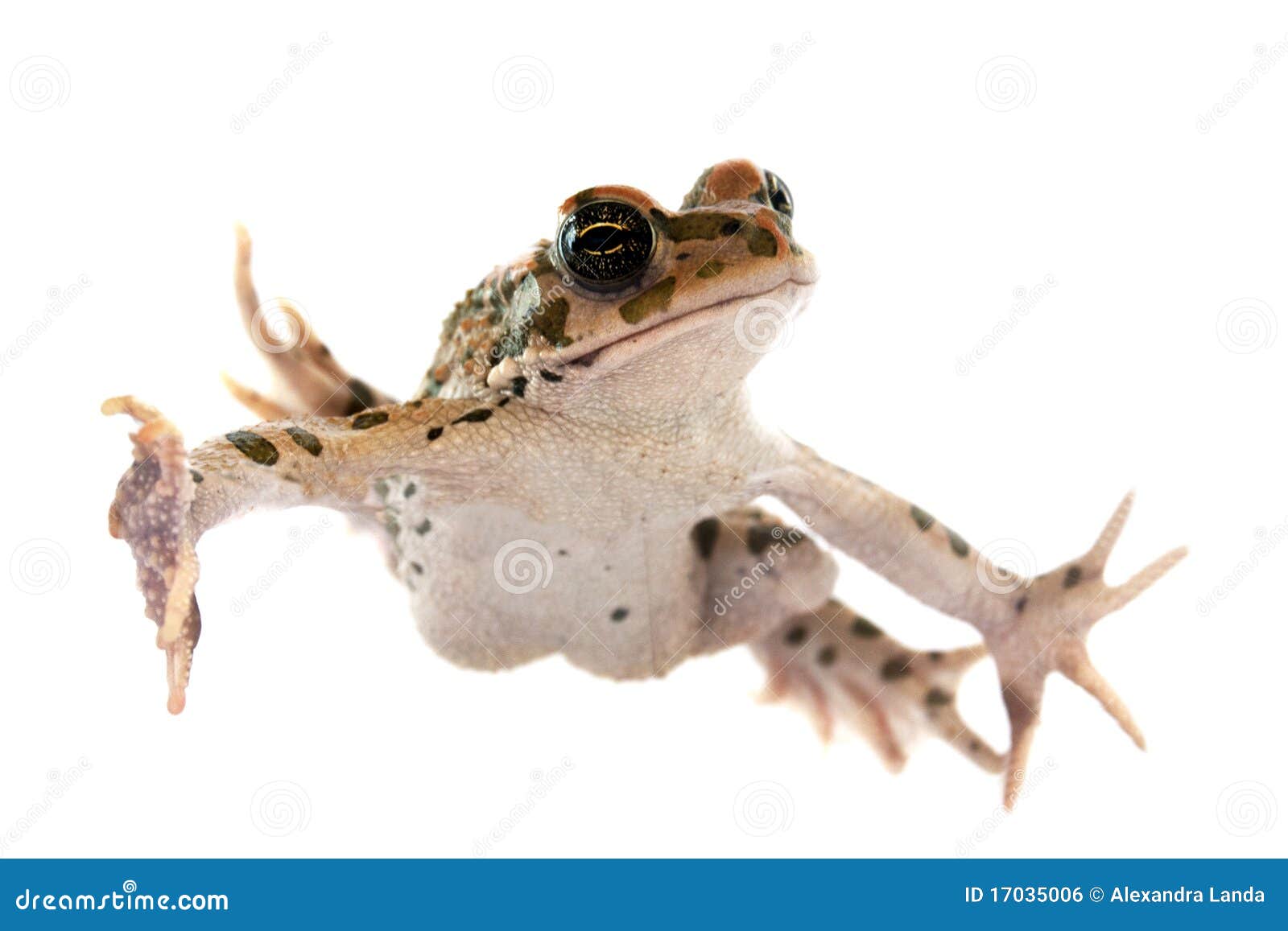 Frog on a white background stock photo. Image of wildlife - 17035006
