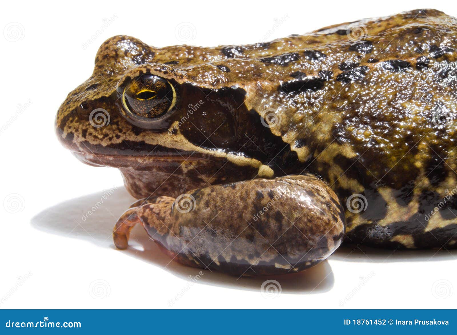 Frog on white background. stock photo. Image of amphibian - 18761452